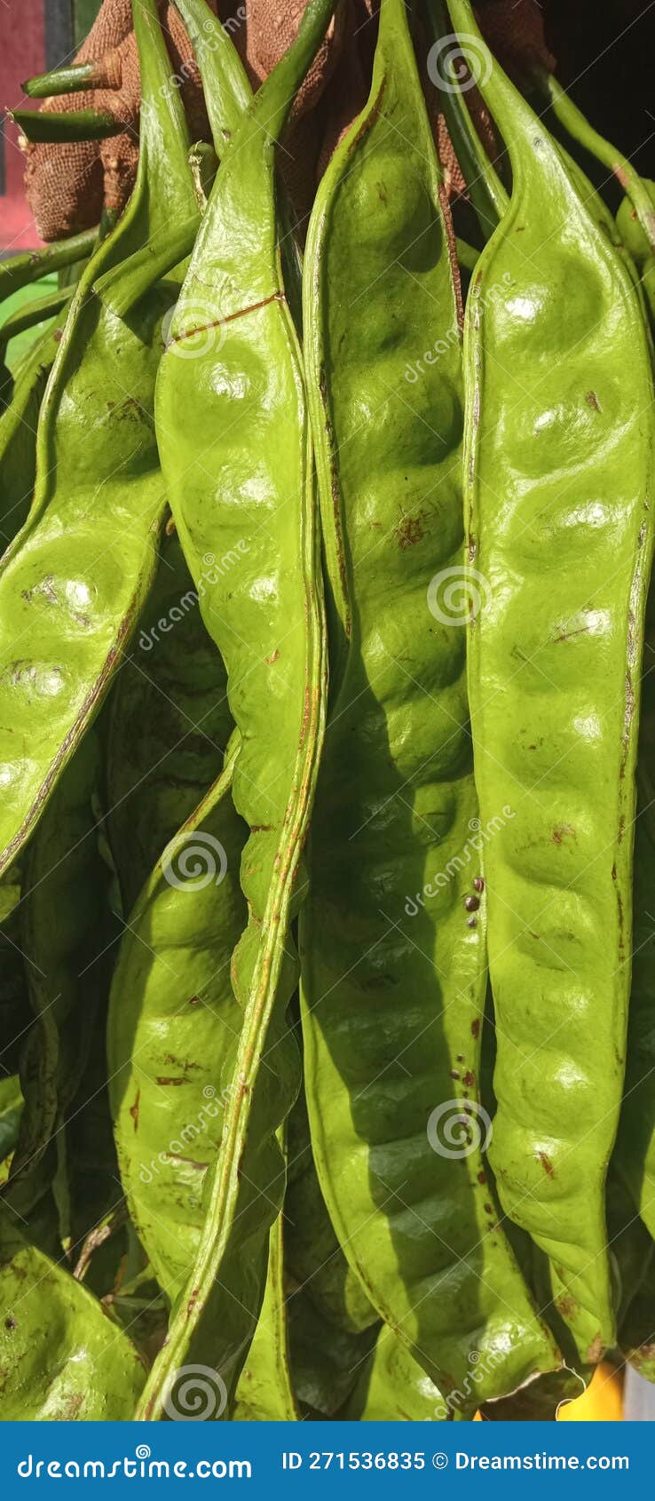 A Vegetable Called Petai is Hung in the Kitchen Stock Image - Image of ...