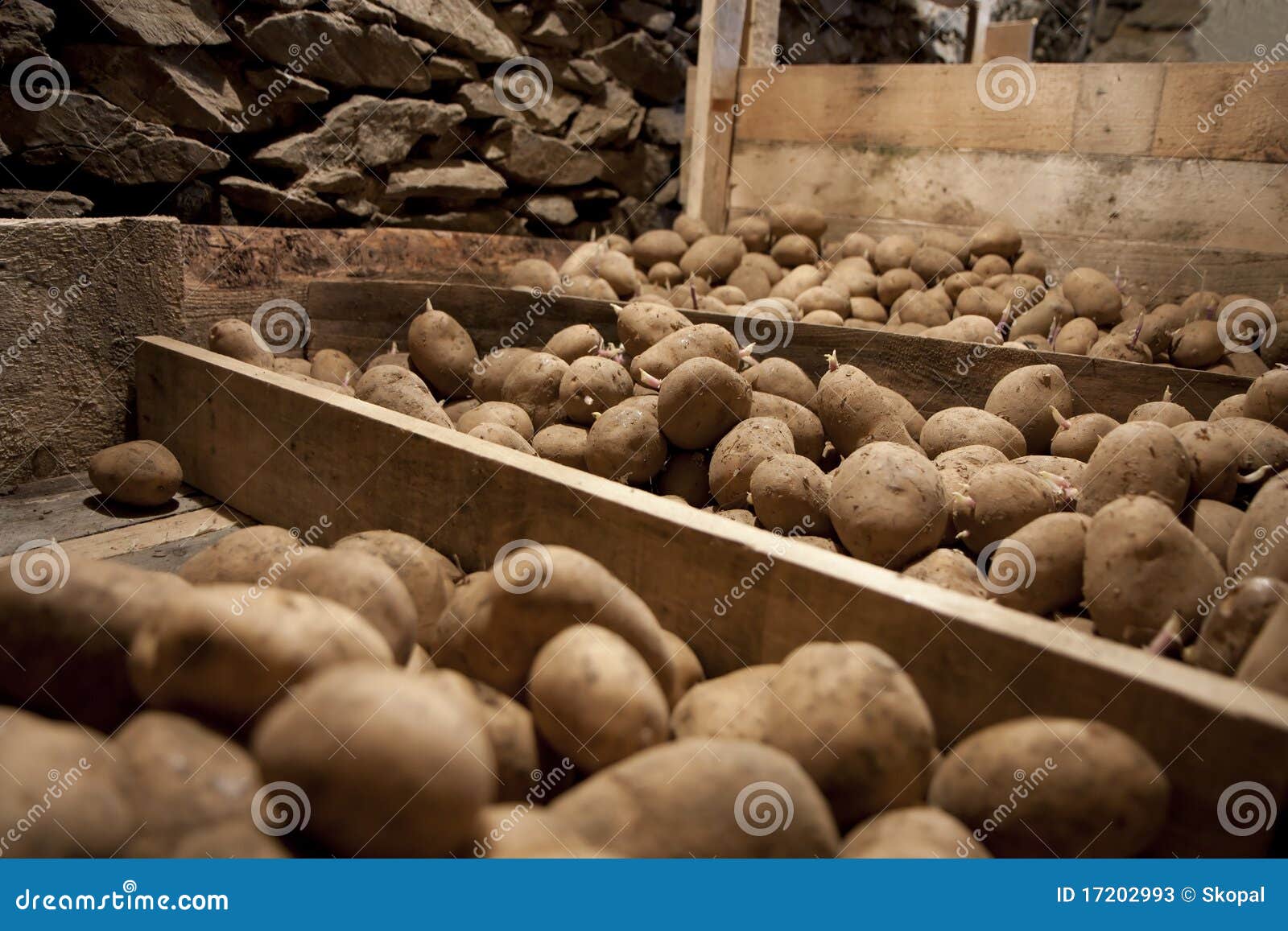 Vegetable cellar stock image. Image of storage, house - 17202993