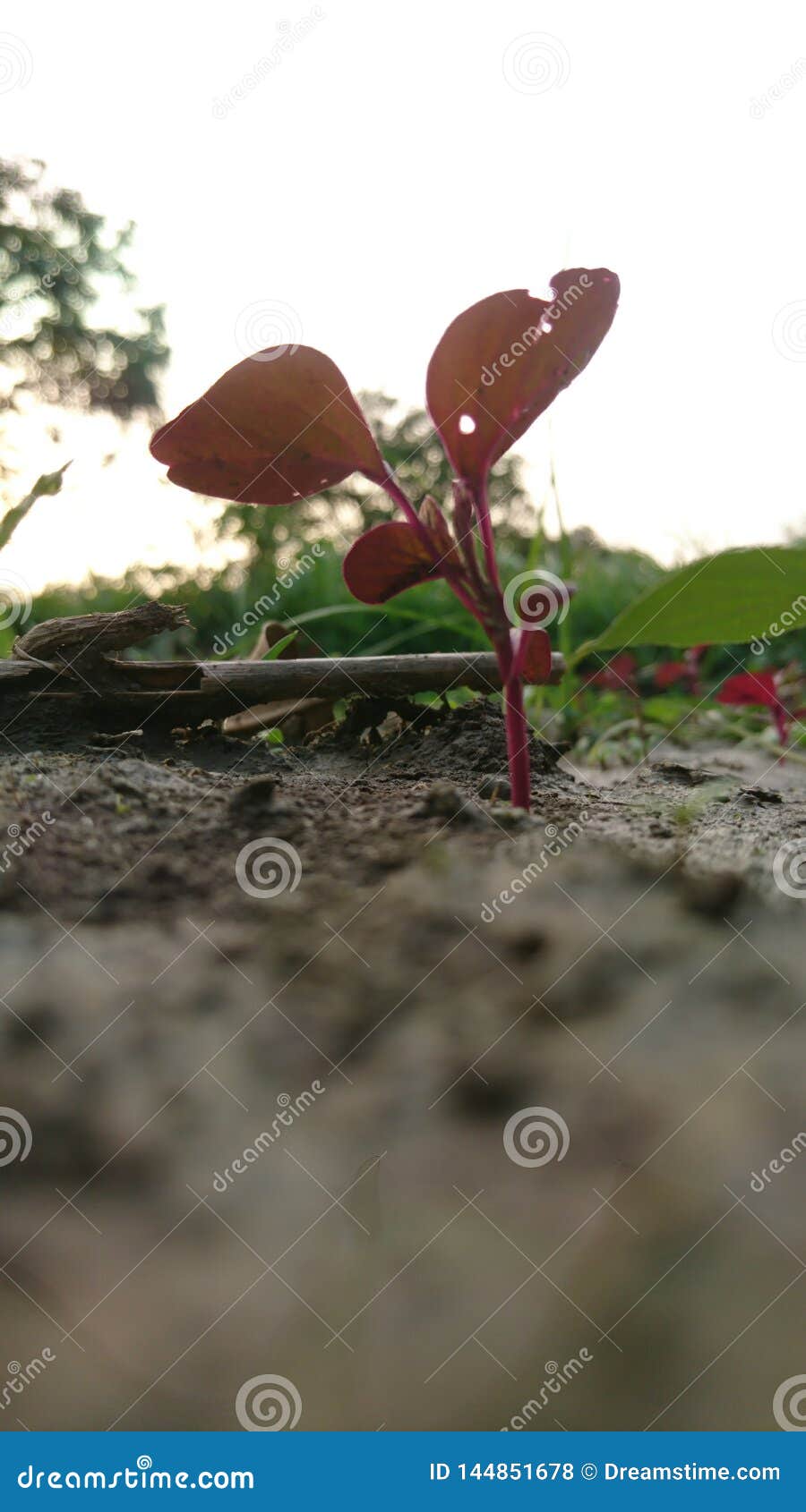 Little Datha Stock Photos - Free & Royalty-Free Stock Photos from ...