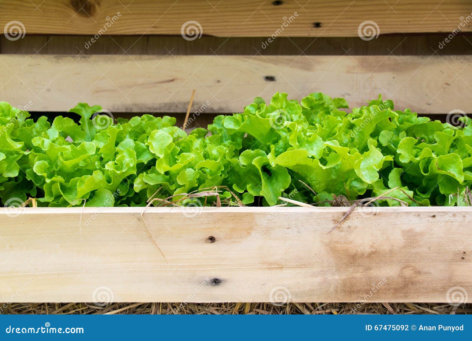 Vegetable - Close Up Green Leaf Lettuce in Wood Tray Stock Photo ...