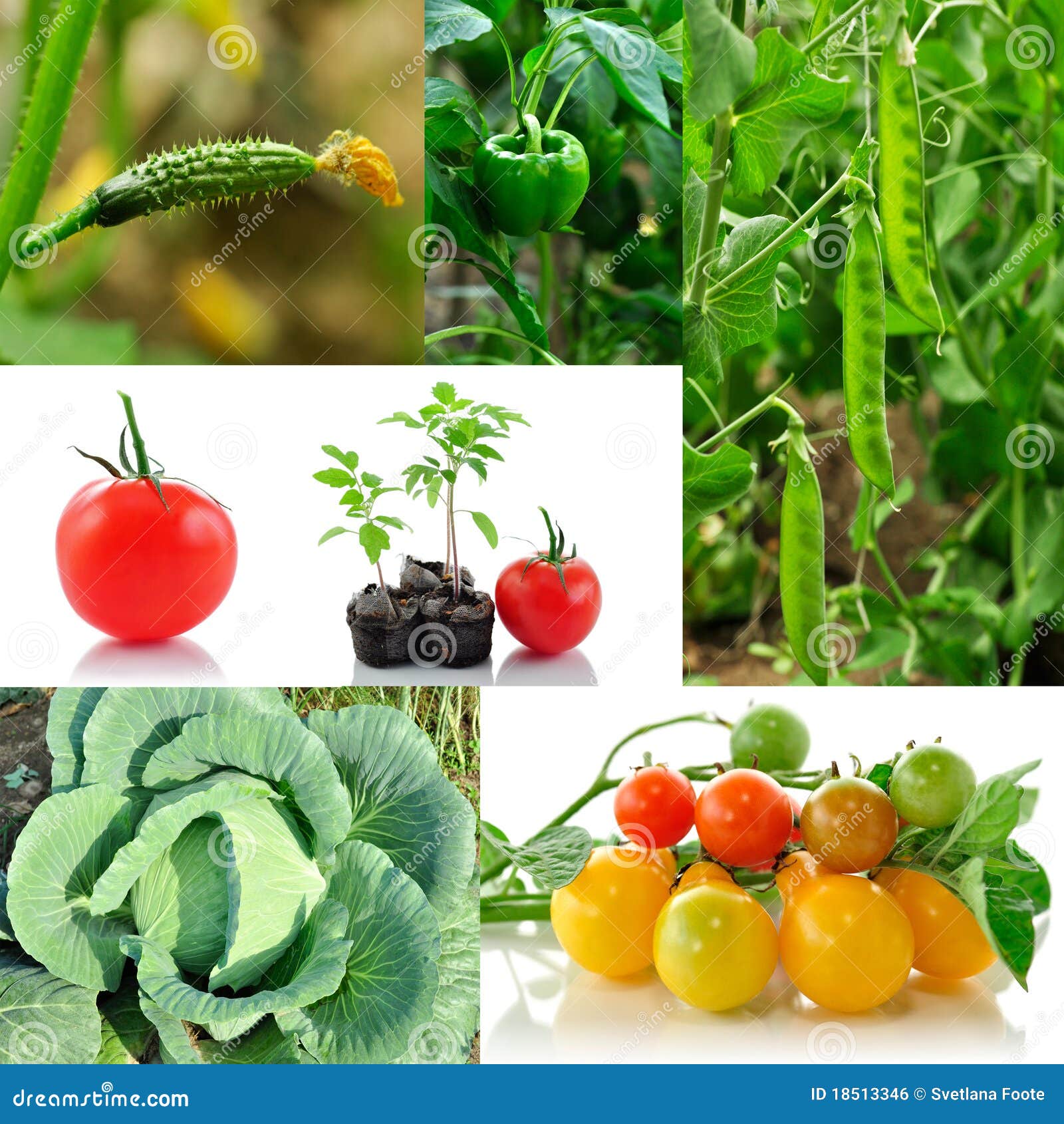 Vegetable collage stock photo. Image of vegetable, grow - 18513346
