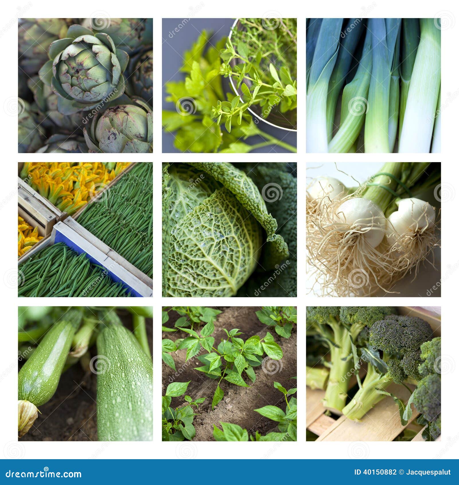 Vegetable collage stock photo. Image of growing, gourmet - 40150882