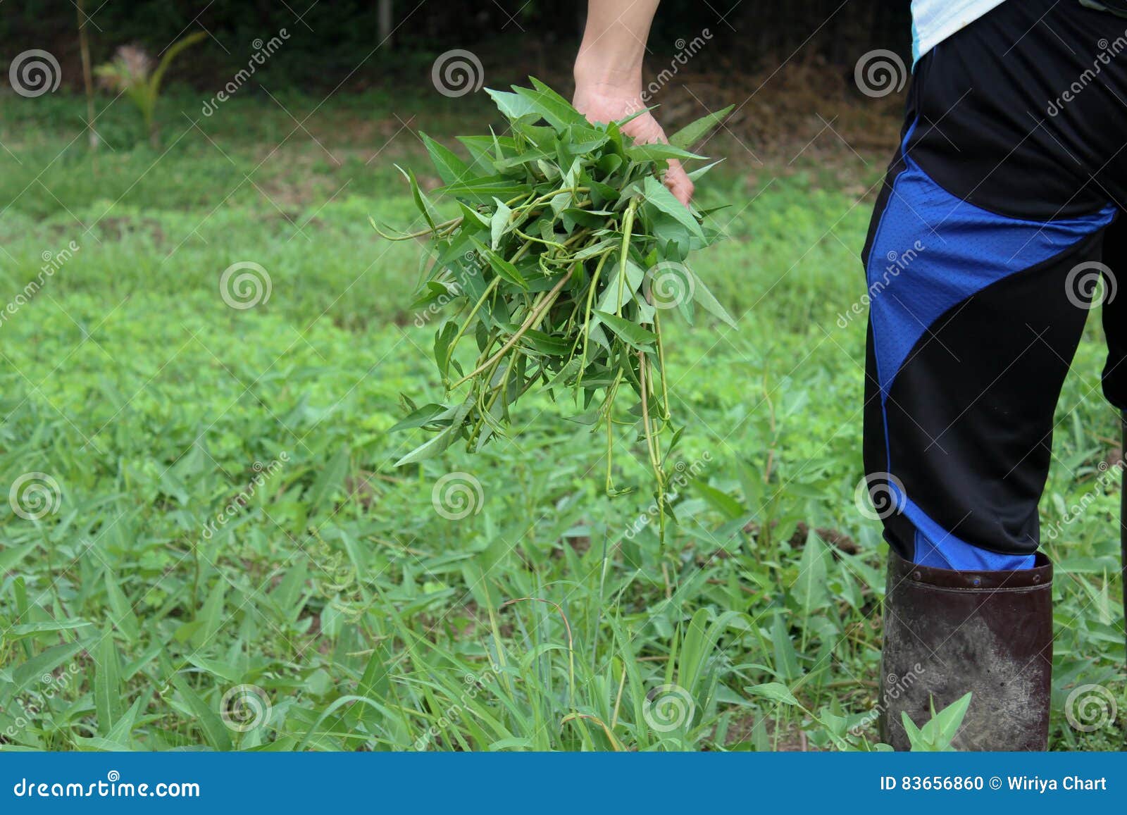 Vegetable convolvulus stock photo. Image of convolvulus - 83656860