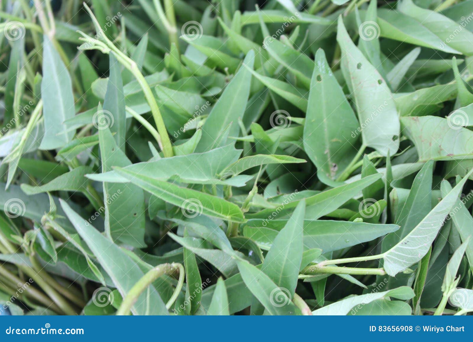 Vegetable convolvulus stock photo. Image of bean, glory - 83656908