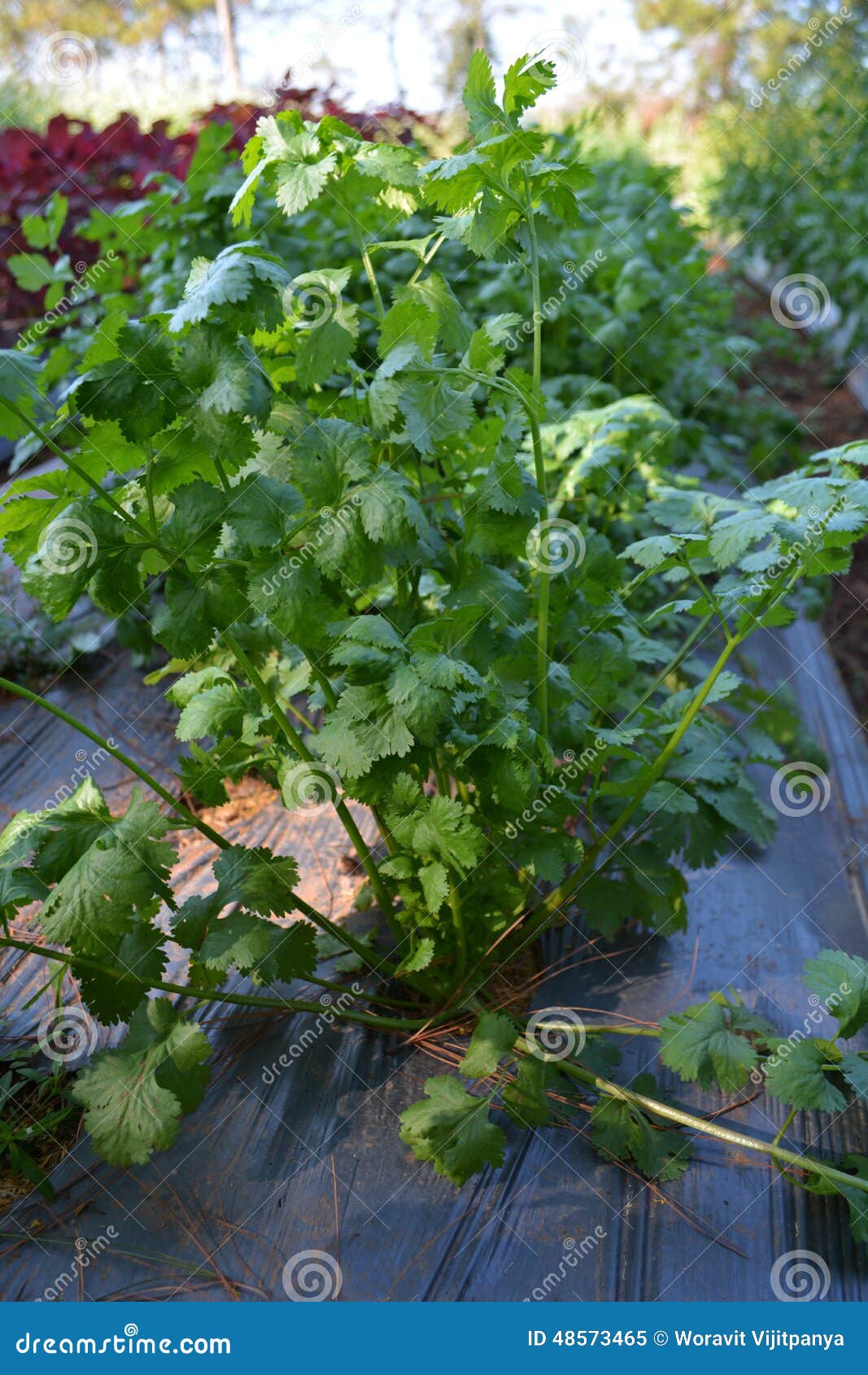 Vegetable coriander stock image. Image of cabbage, freshness - 48573465