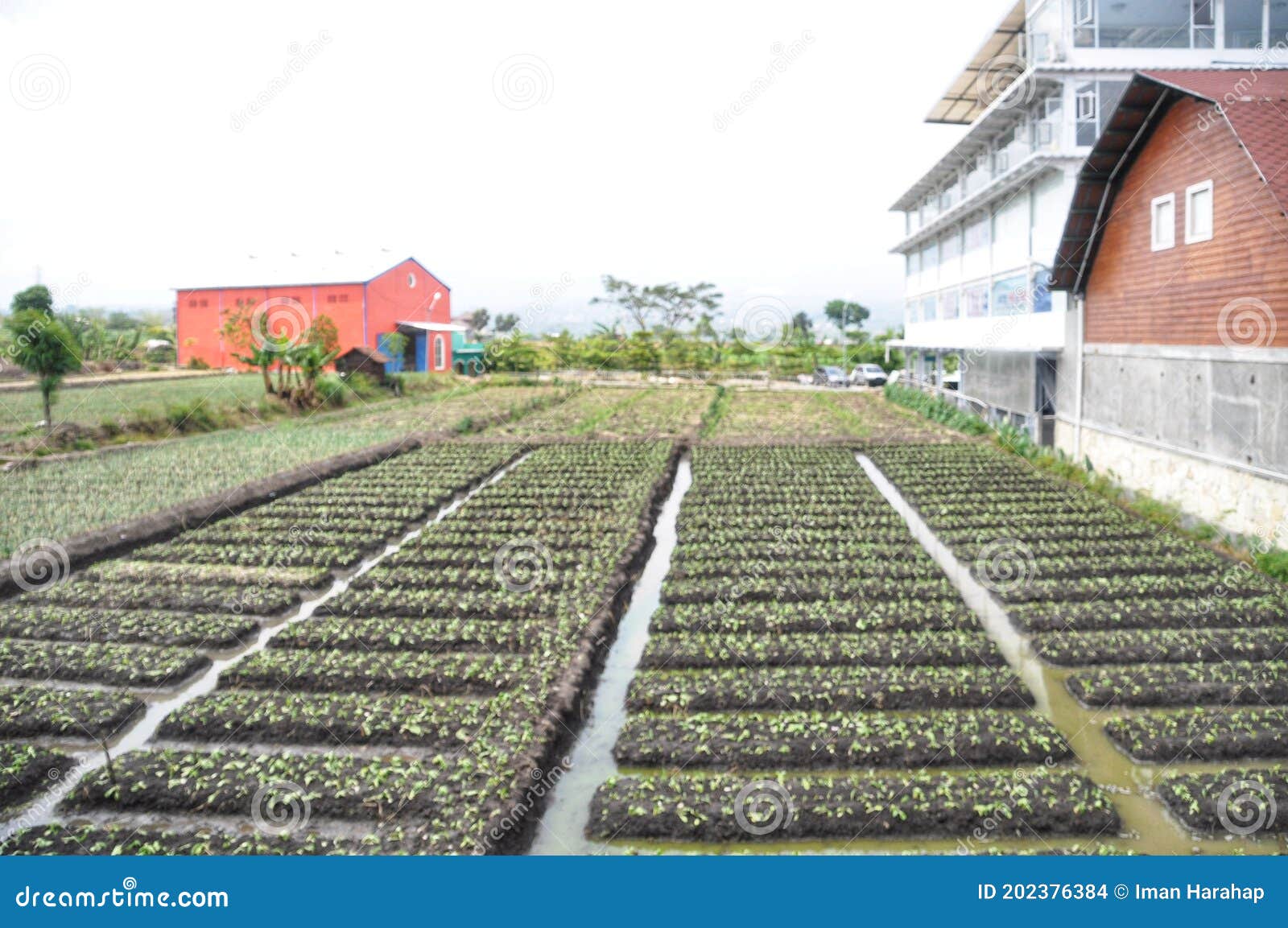 Vegetable crop area stock photo. Image of plant, transport - 202376384