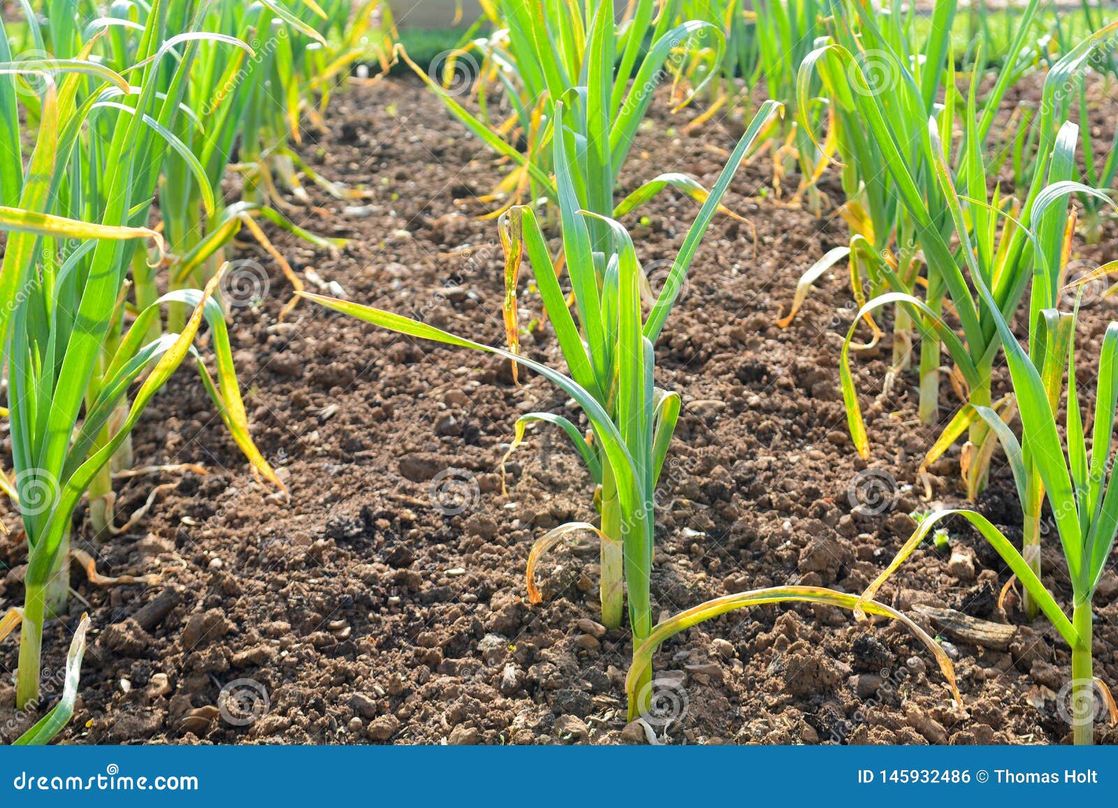 Rows of vegetables crop stock photo. Image of fresh - 145932486