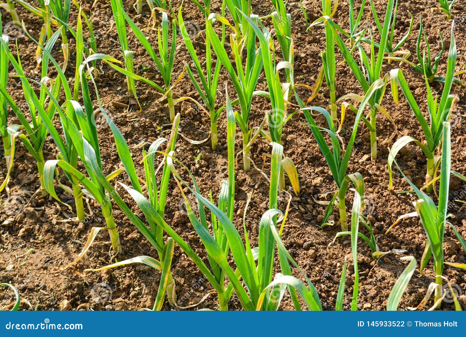 Rows of vegetables crop stock photo. Image of fresh - 145933522