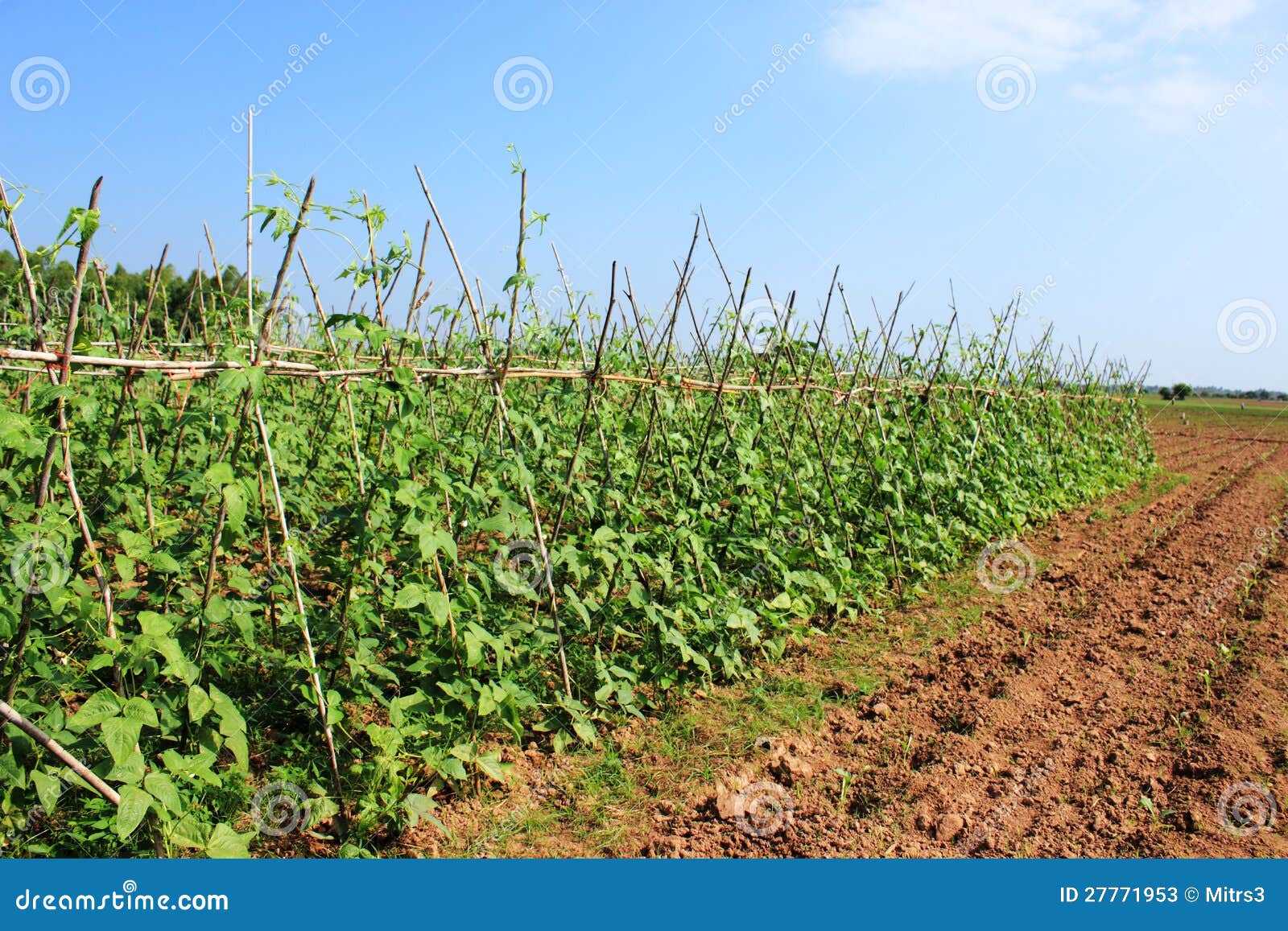 Vegetable crops stock image. Image of gardening, meadow - 27771953
