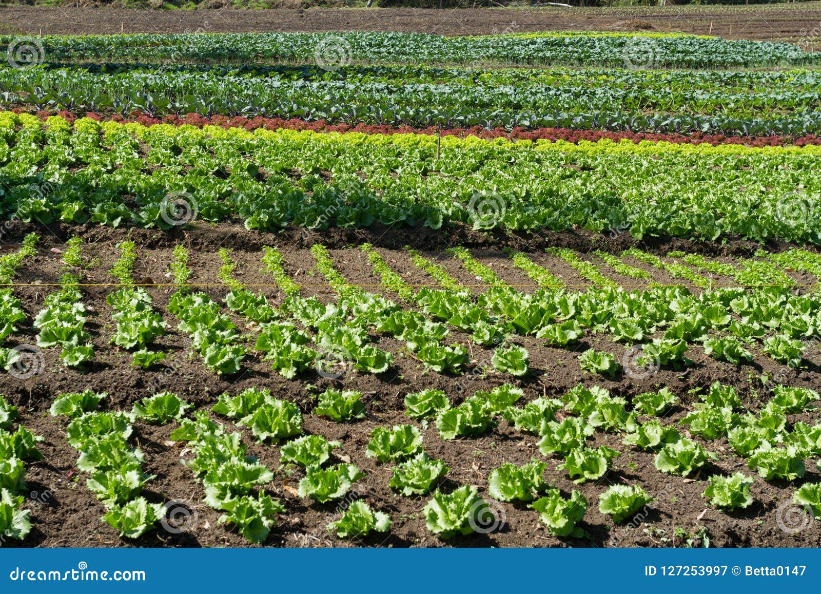 Vegetable Crops, Agricultural Production in Colombia Stock Image ...