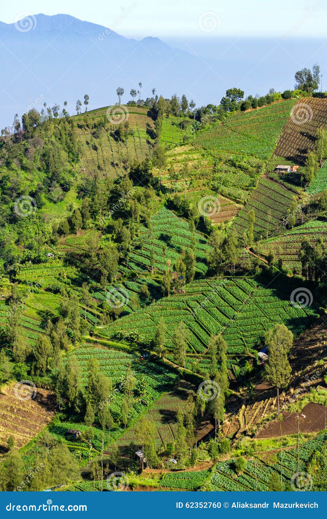 Vegetable Crops on the Hilly Fields Stock Photo - Image of rural, blue ...