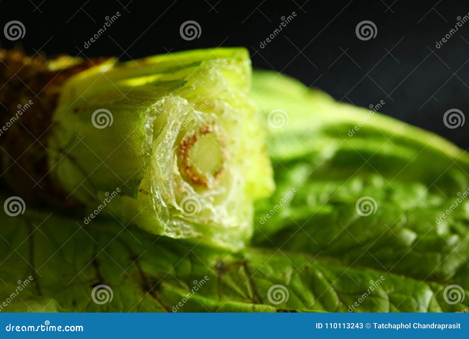 Vegetable stock image. Image of farm, fresh, leaf, vegan - 110113243