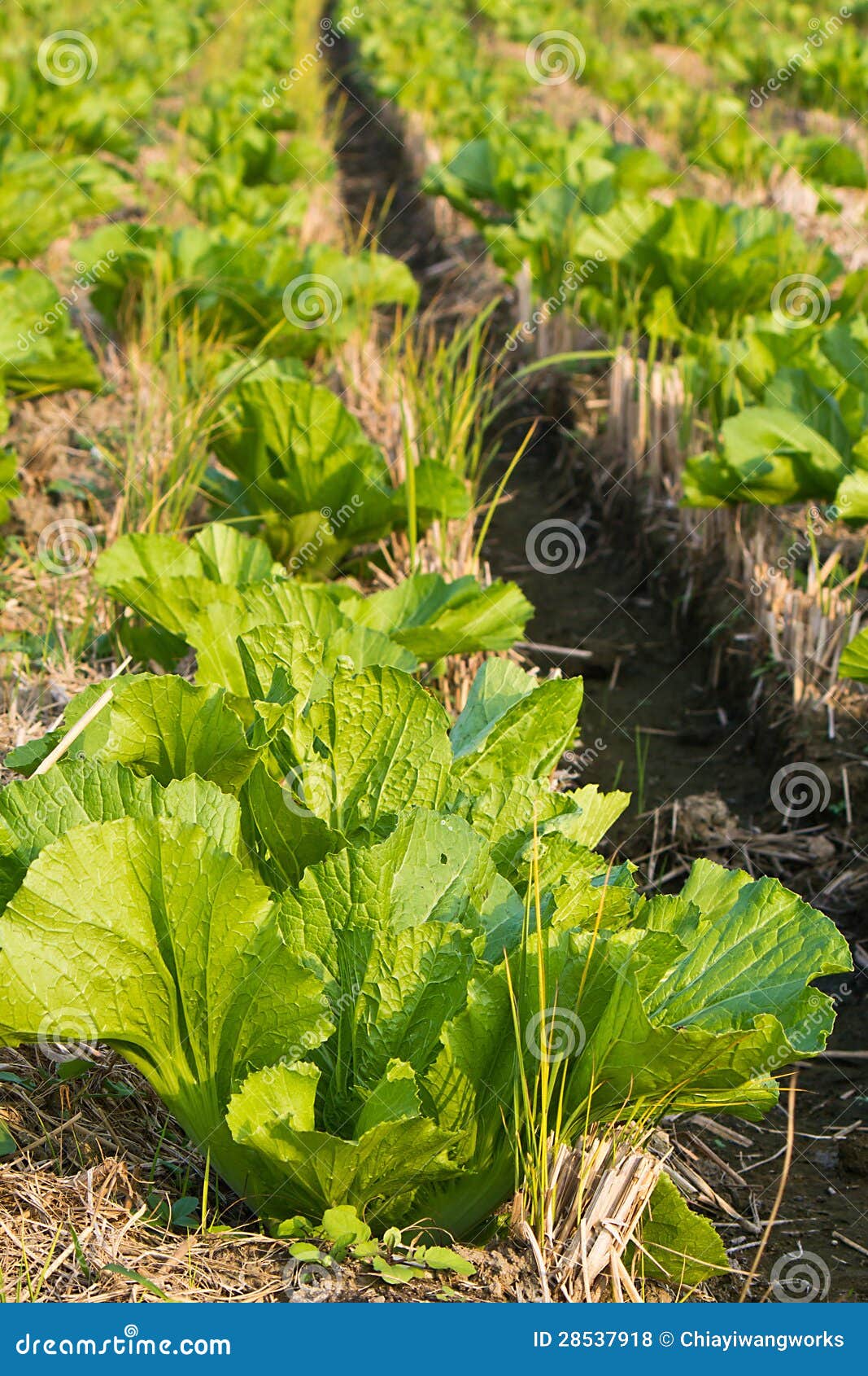 Vegetable cultivation stock photo. Image of agriculture - 28537918