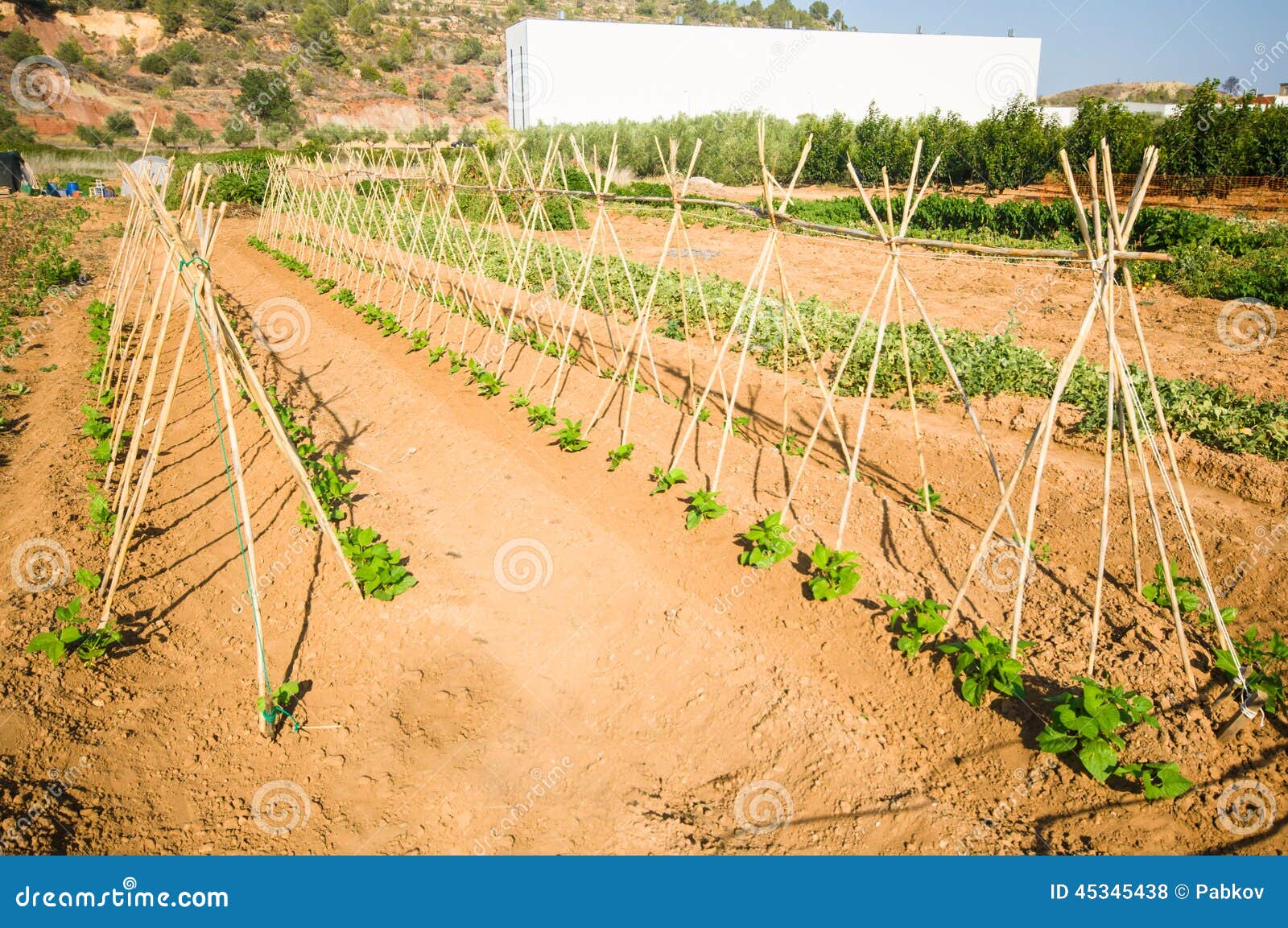 Vegetable cultivation stock photo. Image of farming, harvest - 45345438