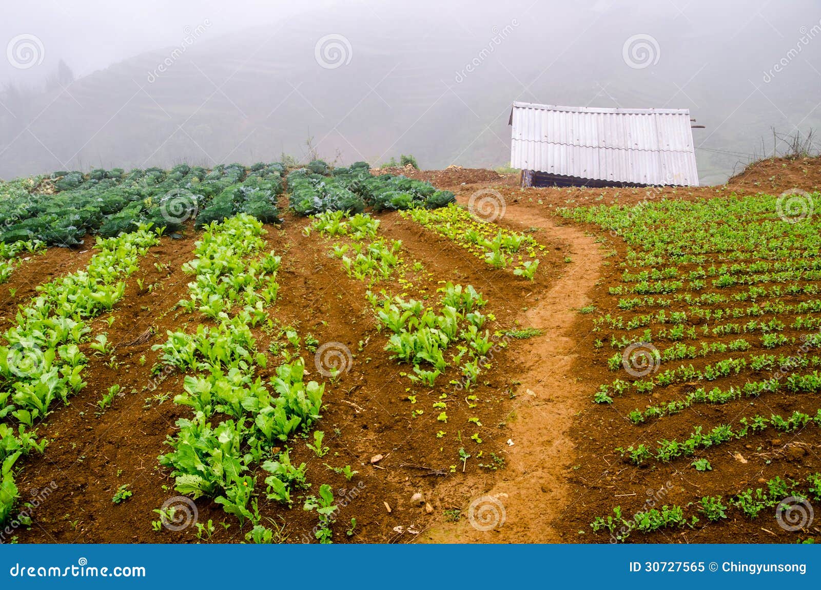 Vegetable cultivation stock image. Image of land, carrot - 30727565