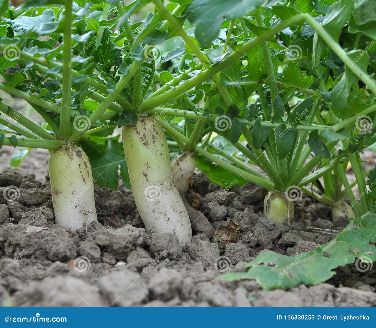 Daikon Radish Grows in Organic Open Ground Stock Image - Image of ...