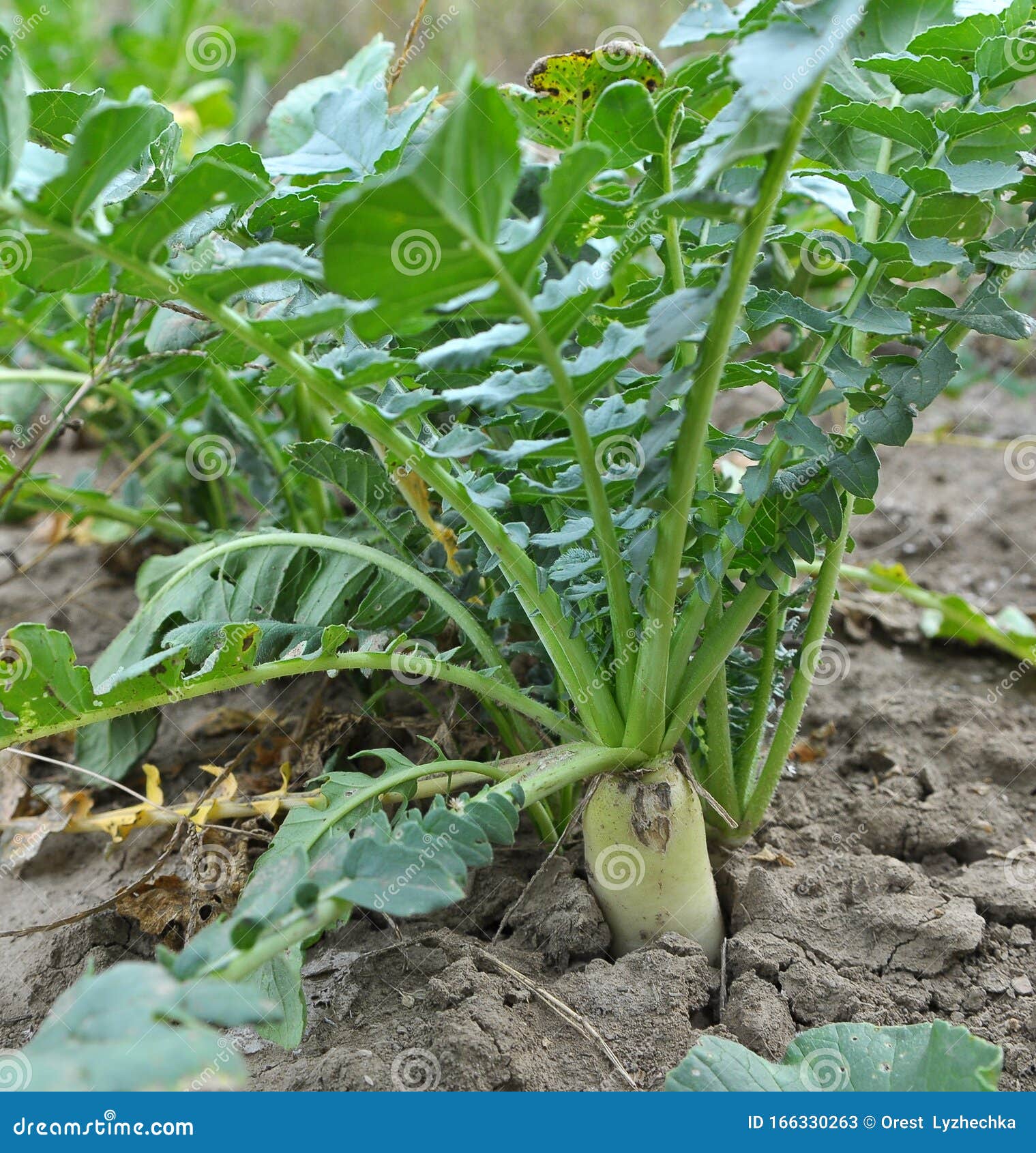 Daikon Radish Grows in Organic Open Ground Stock Image - Image of ...