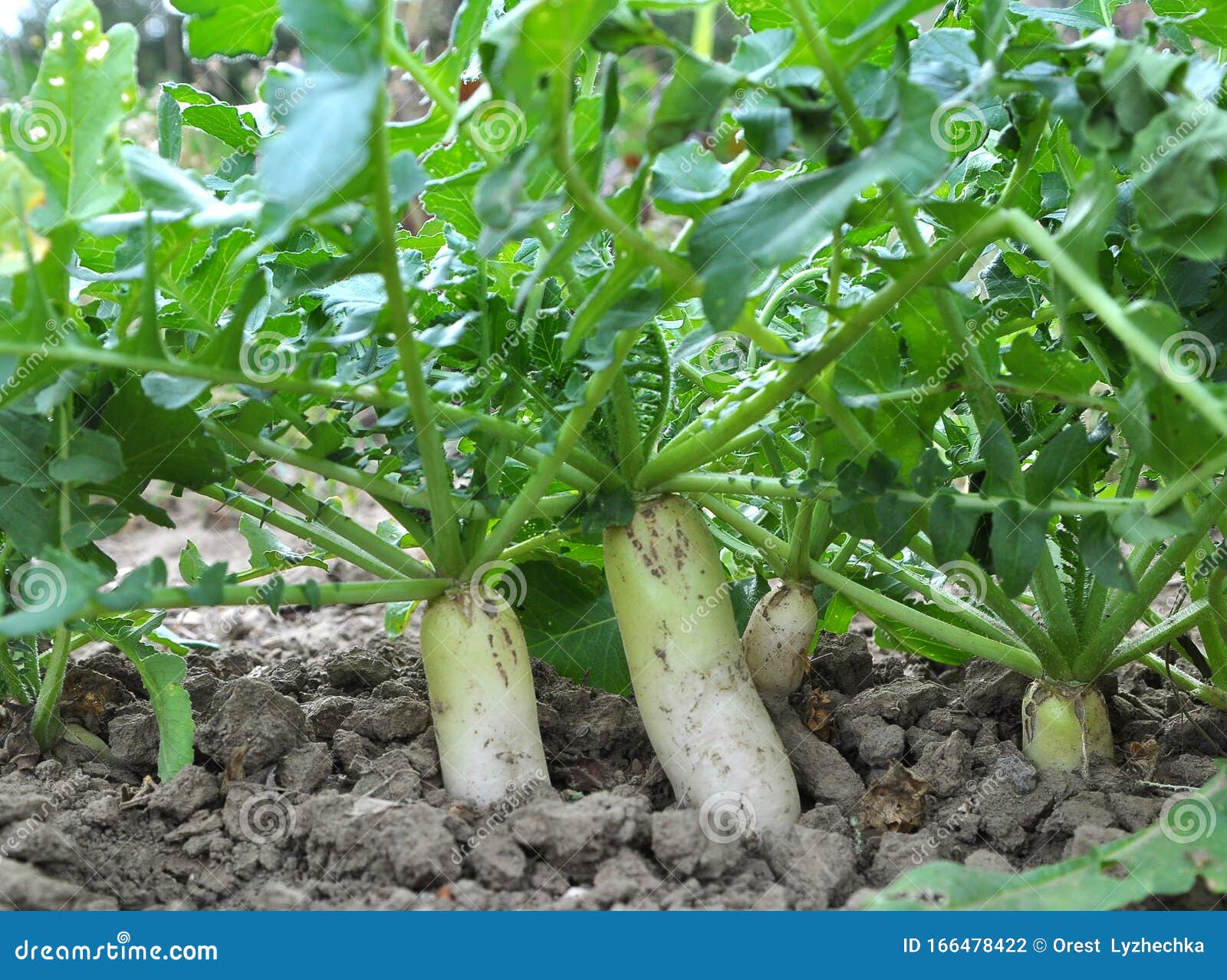 Daikon Radish Grows in Organic Open Ground Stock Photo - Image of ...