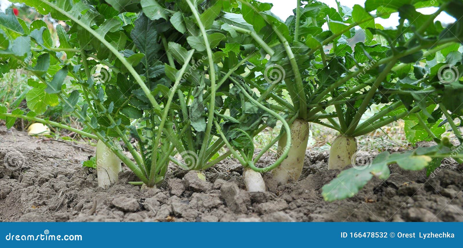 Daikon Radish Grows in Organic Open Ground Stock Photo - Image of ...