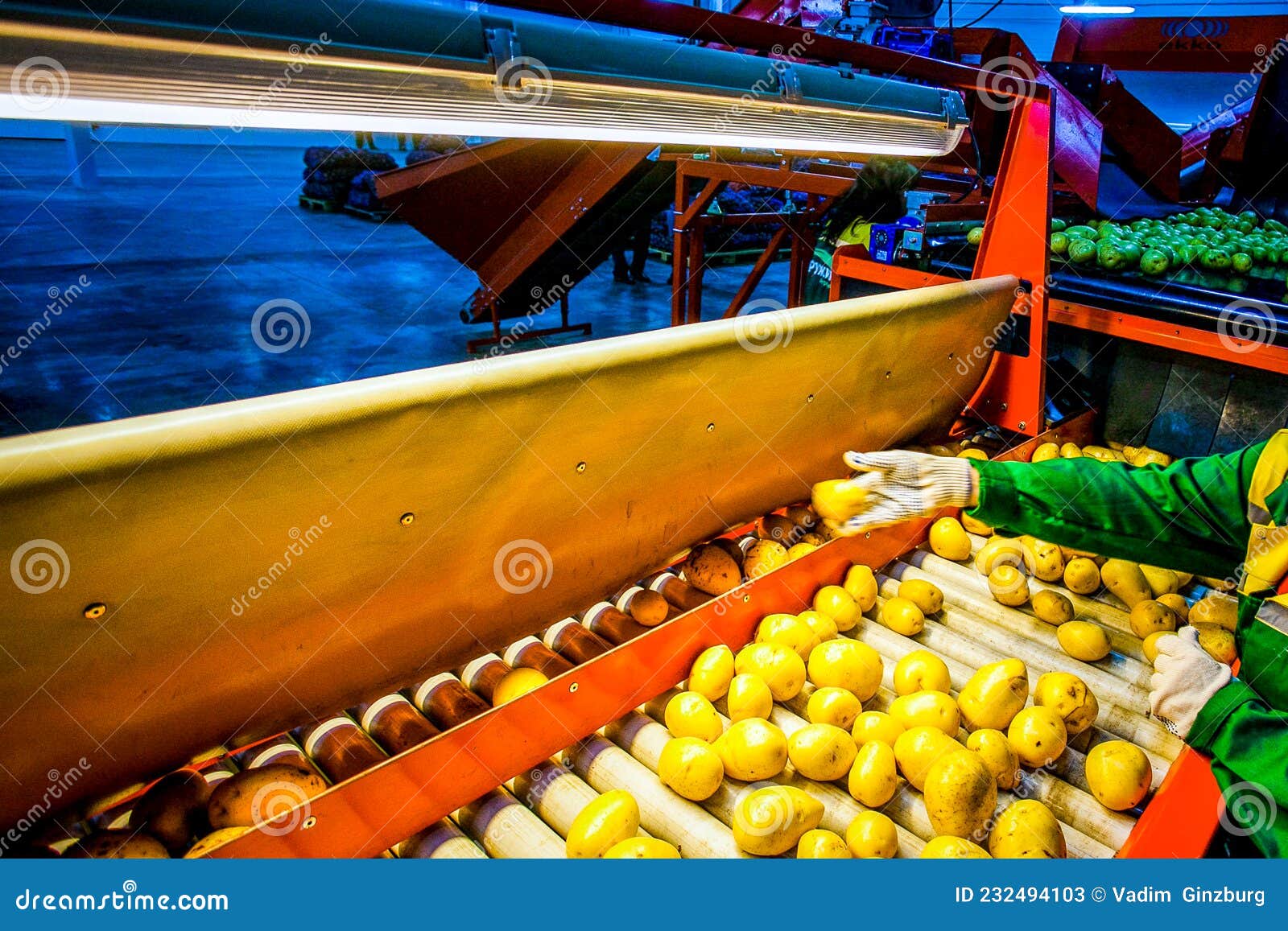 Vegetable Factory - Potato on Assembly Line for Sorting, Processing and ...