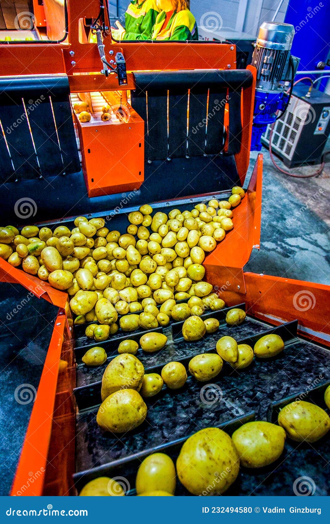 Vegetable Factory - Potato on Assembly Line for Sorting, Processing and ...