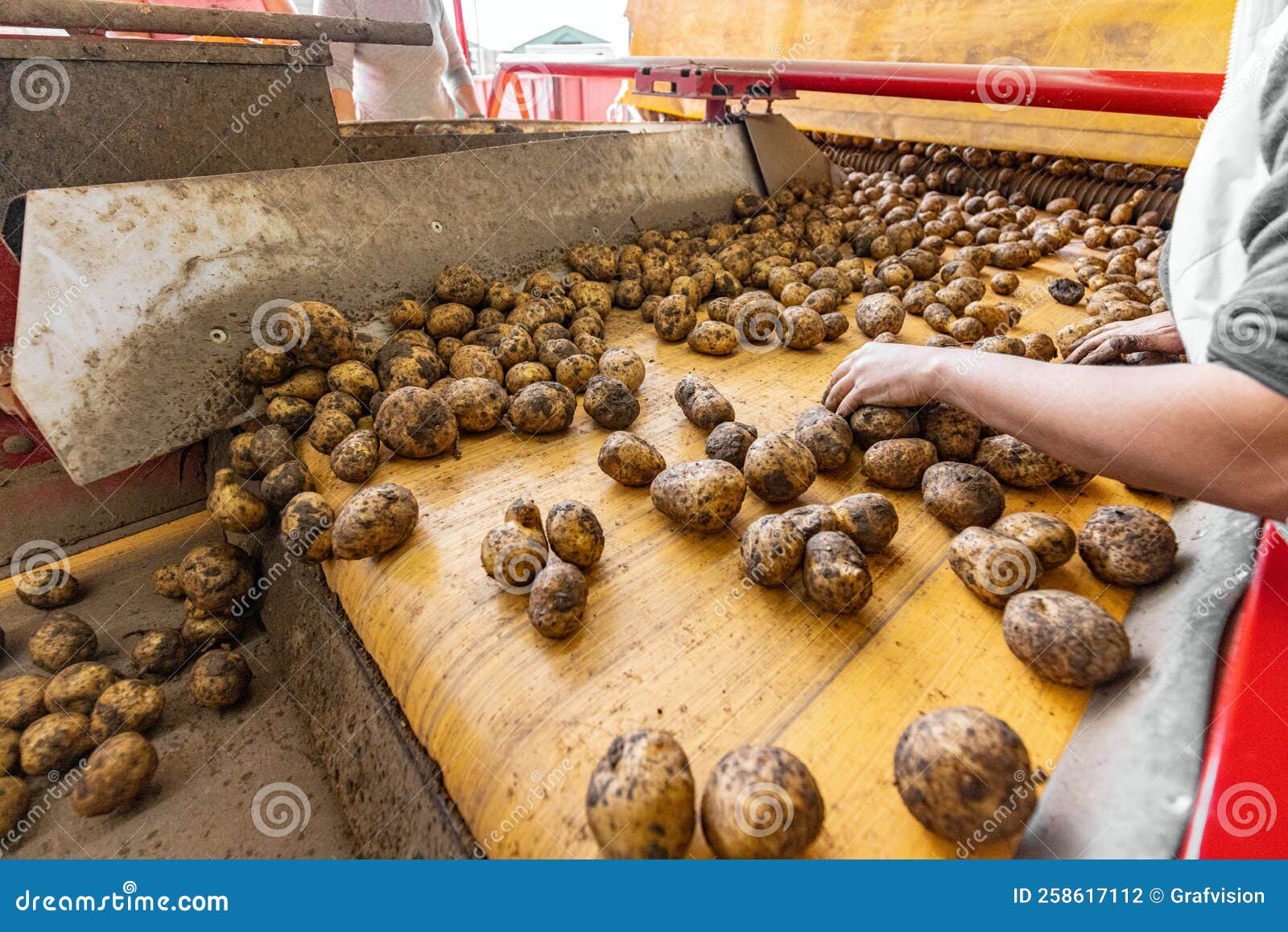 Vegetable Factory. Potato Sorting Stock Photo - Image of house, picked ...