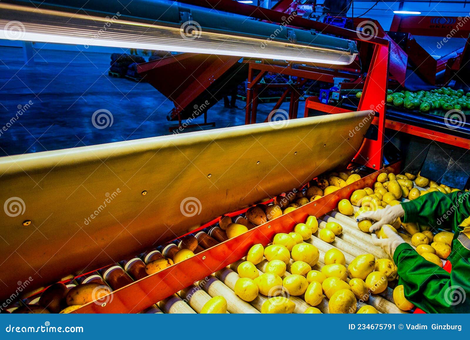 Vegetable Factory - Potato Sorting, Processing and Packing Editorial ...