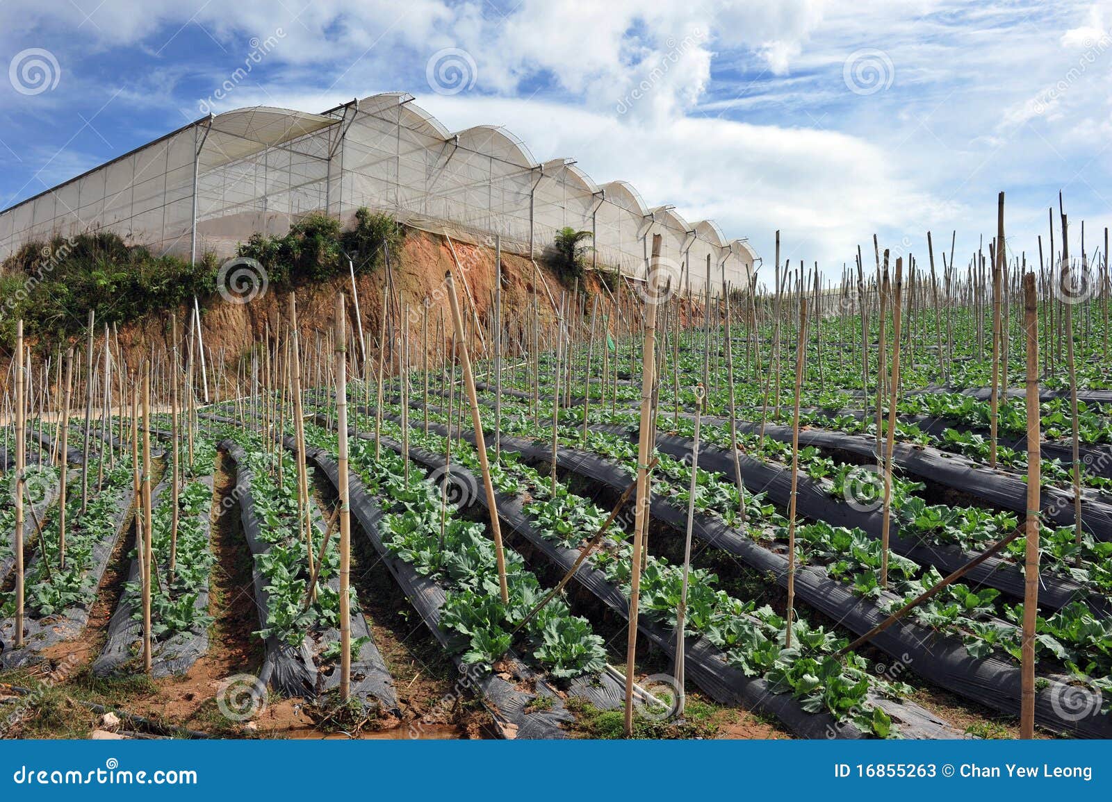 Vegetable farm stock image. Image of farm, cloudy, crop - 16855263