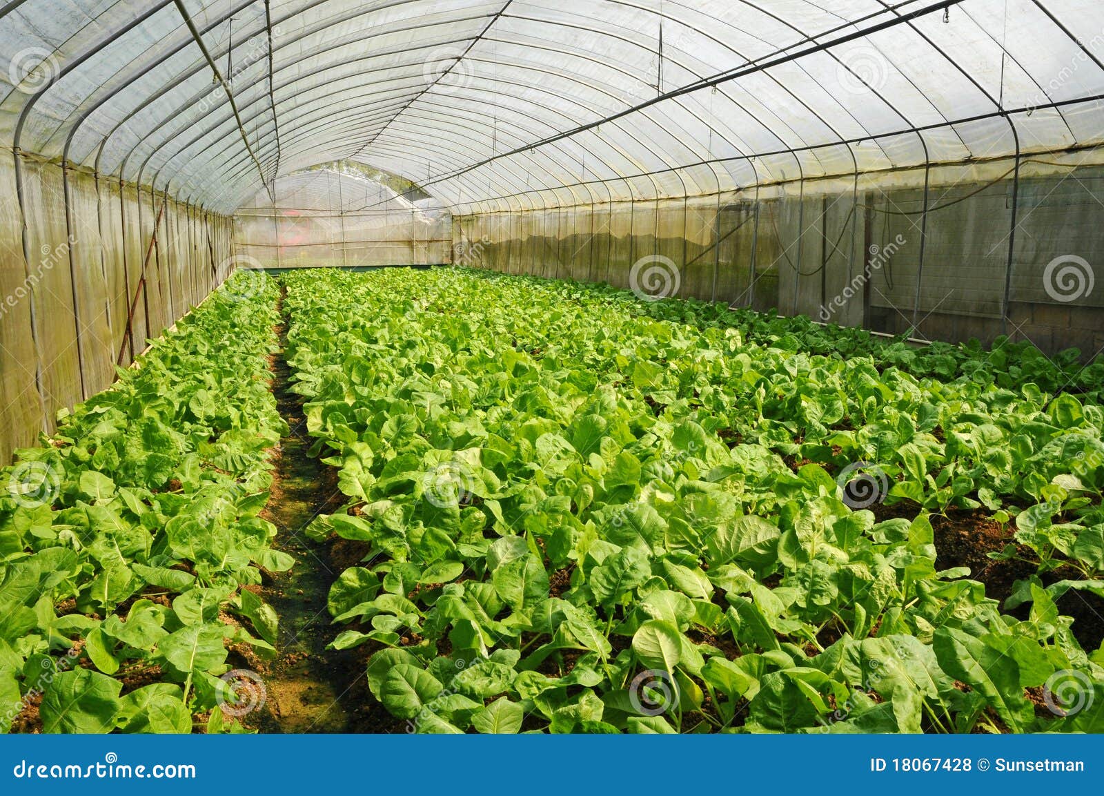 Vegetable Farm stock photo. Image of detail, fertilizer - 18067428