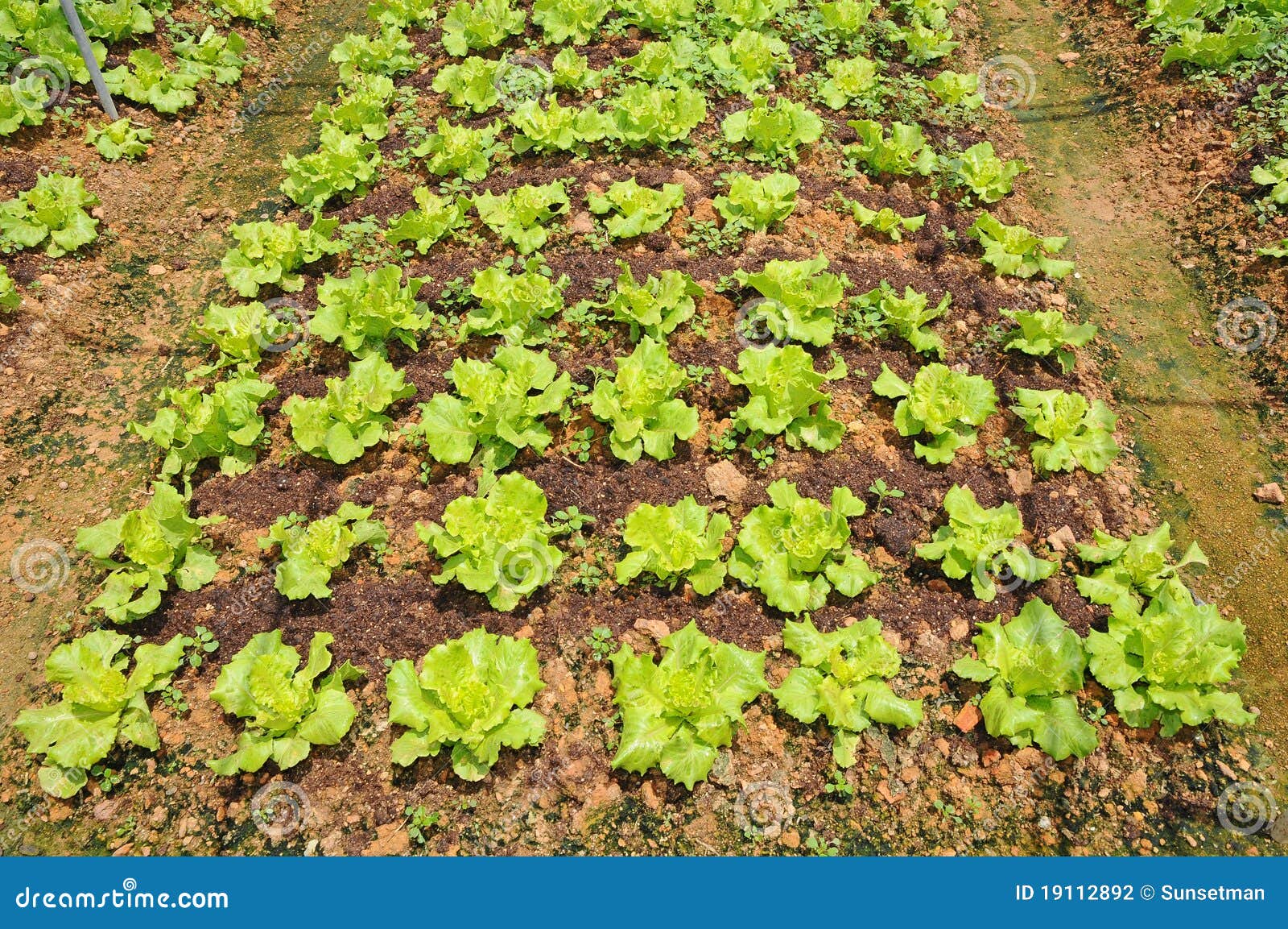 Vegetable Farm stock photo. Image of health, nutrients - 19112892