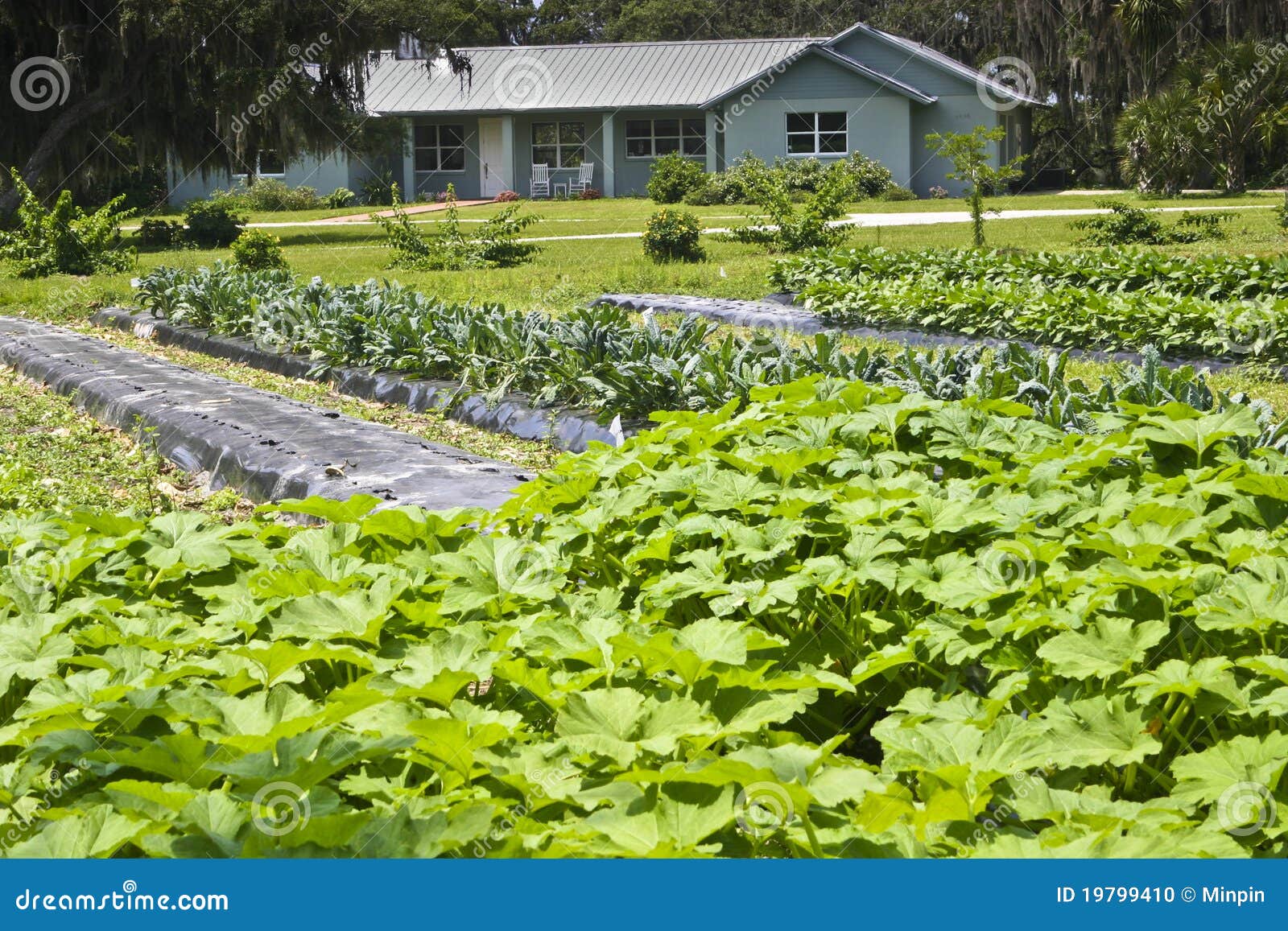 Vegetable farm stock photo. Image of farm, crops, vegetable - 19799410
