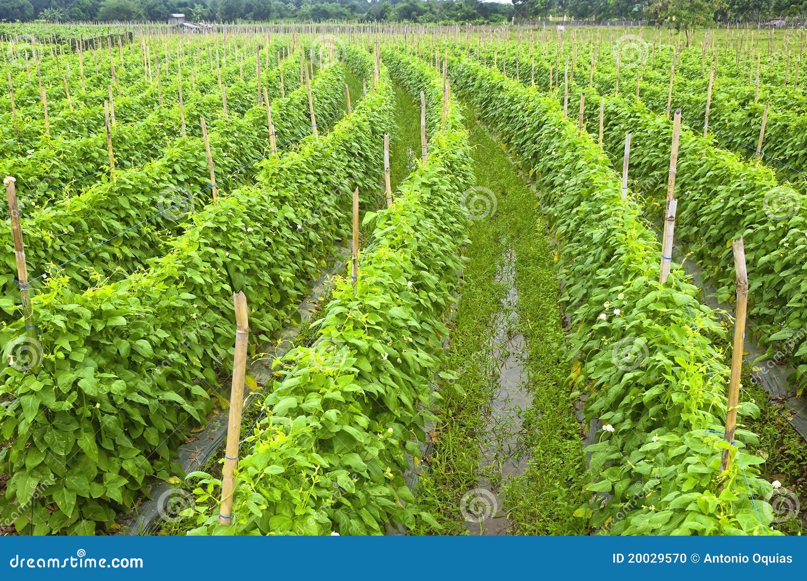 Vegetable Farm stock photo. Image of tree, landscape - 20029570