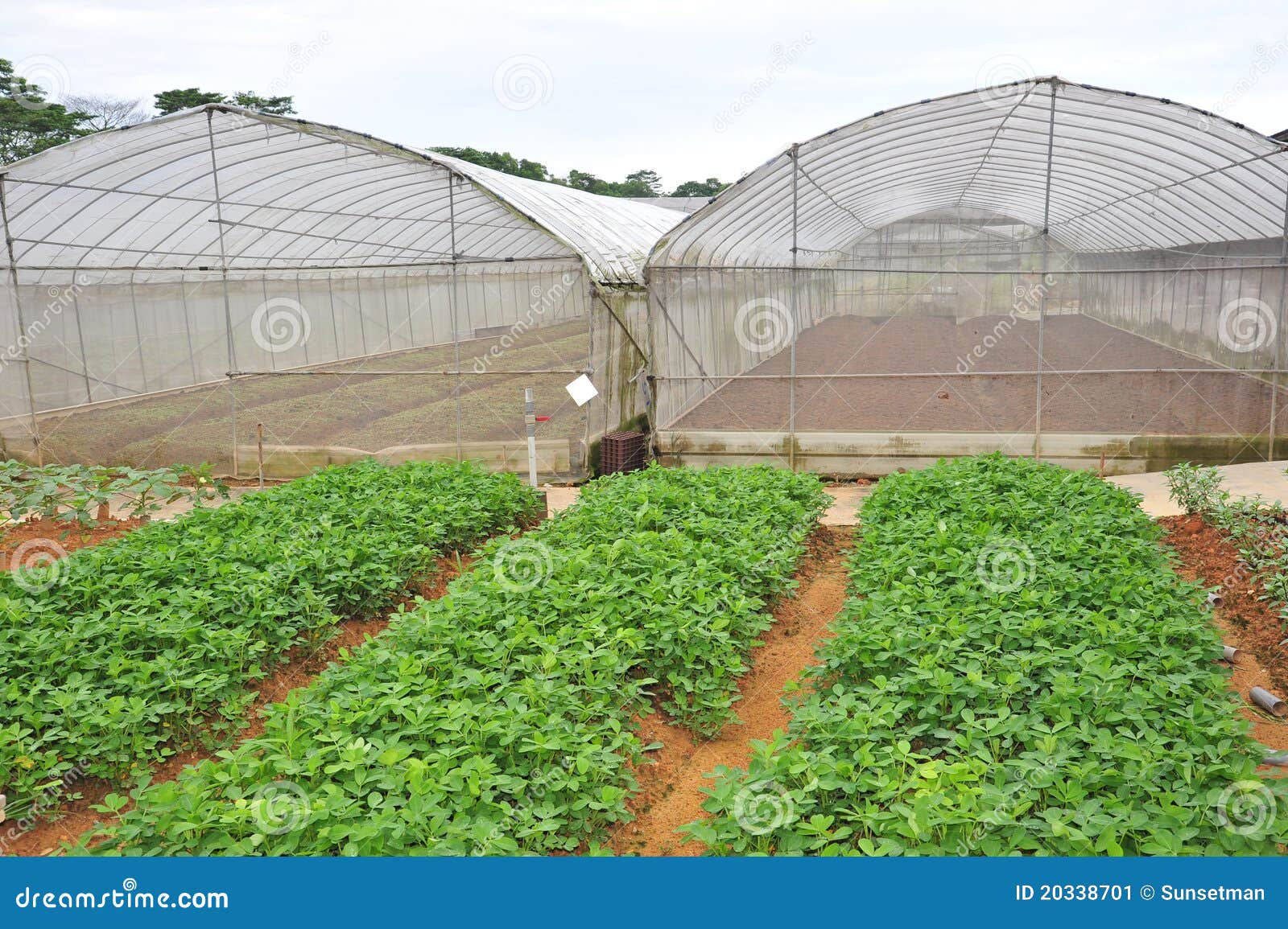 Vegetable Farm stock image. Image of farm, sunlight, environment - 20338701
