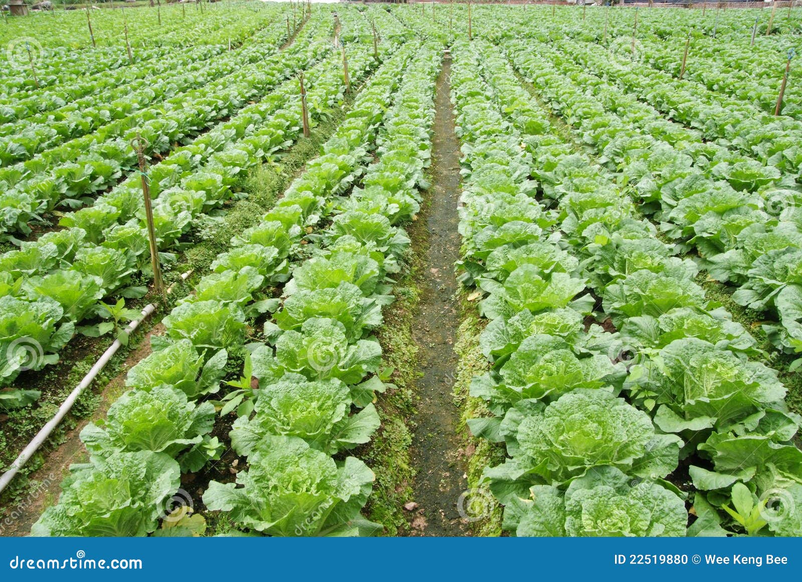 Vegetable Farm Stock Photography | CartoonDealer.com #22519880 Vegetable Farm Stock Photography | CartoonDealer.com #22519880