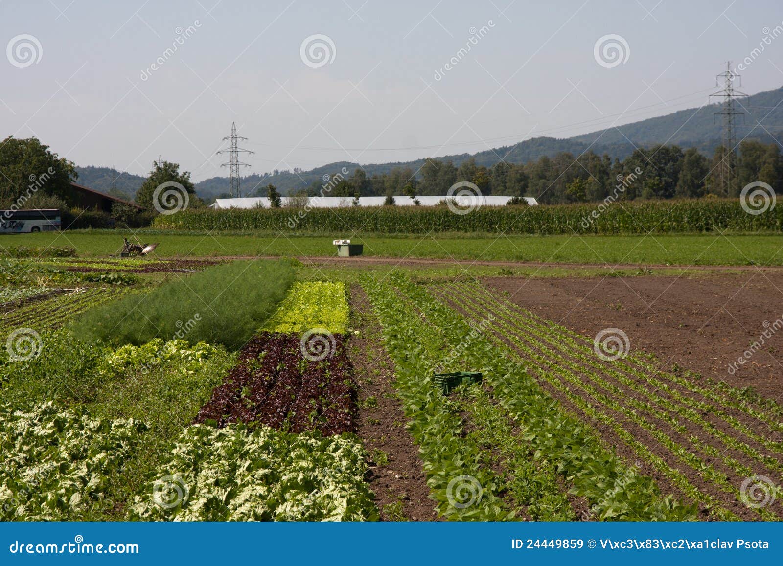 Vegetable farm stock image. Image of farming, green, fresh - 24449859