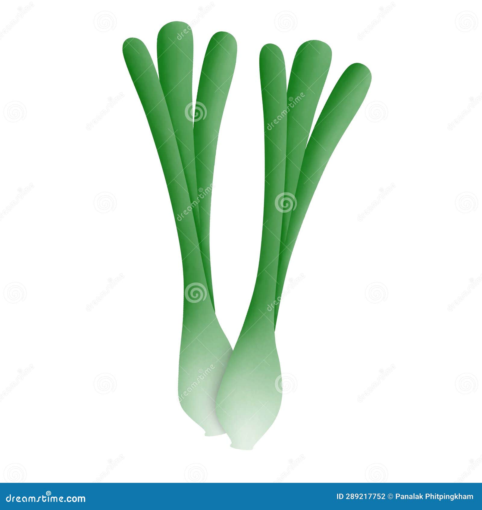 Cartoon Drawing Spring Onion Green Stock Illustration - Illustration of ...