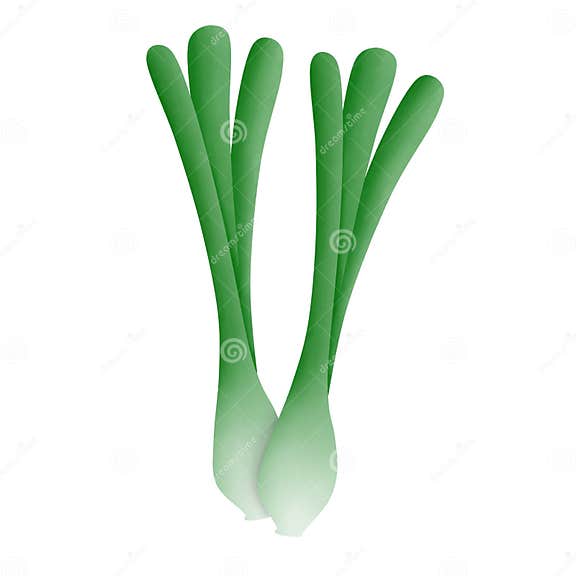Cartoon Drawing Spring Onion Green Stock Illustration - Illustration of ...