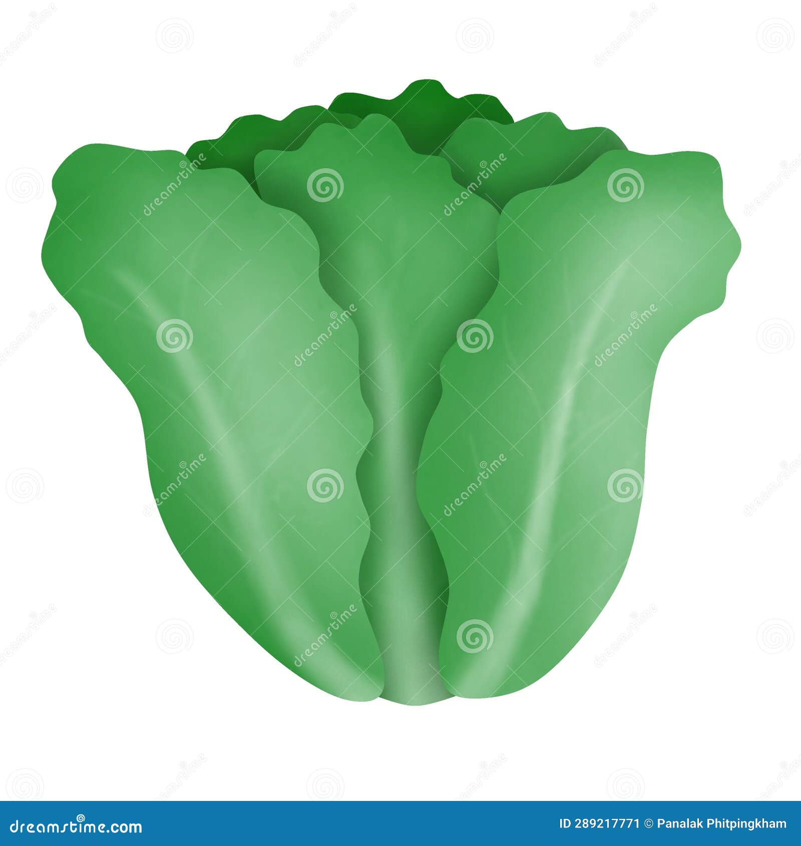 Chinese Cabbage Cartoon Drawing Stock Illustration - Illustration of ...