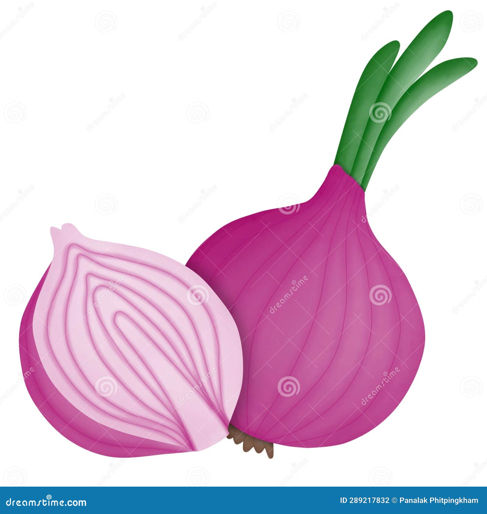 Shallot drawing cartoon stock illustration. Illustration of nature ...