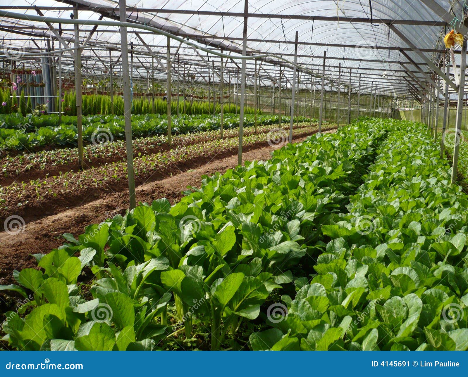 VEGETABLE FARM stock image. Image of healthy, farming - 4145691