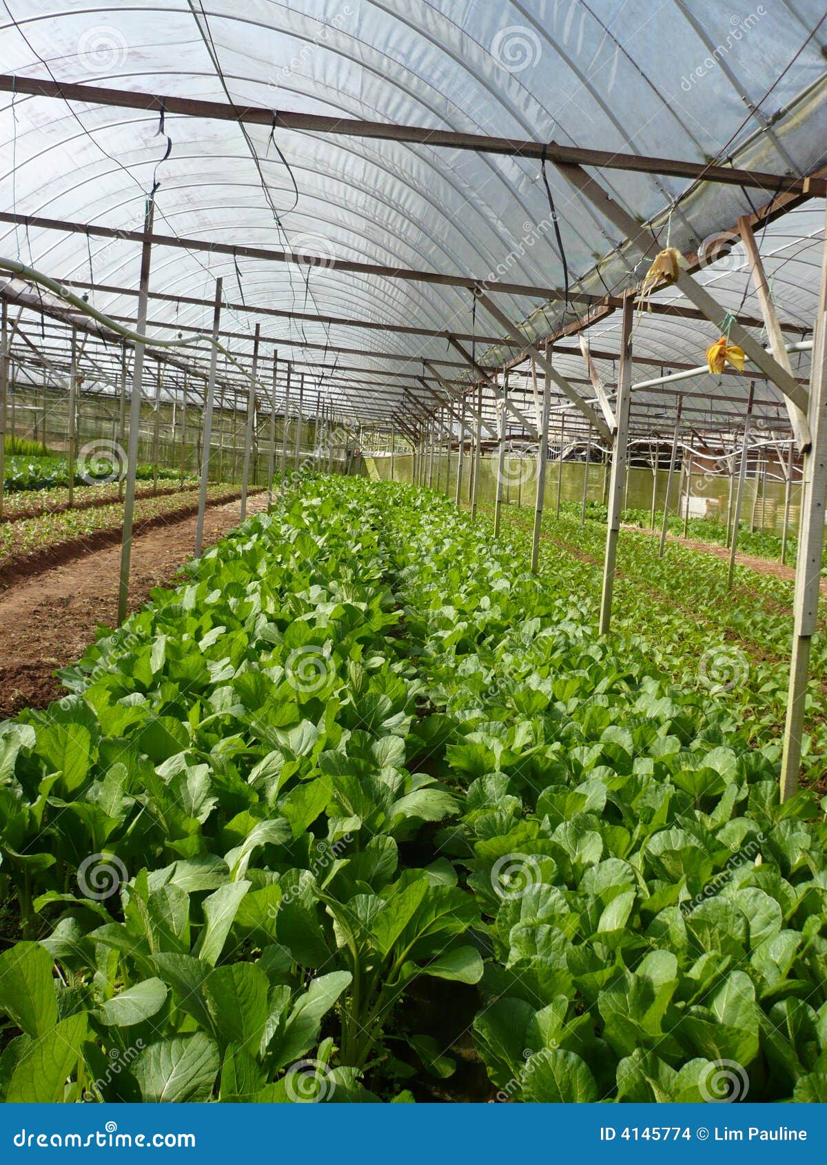 VEGETABLE FARM stock photo. Image of blooming, summer - 4145774