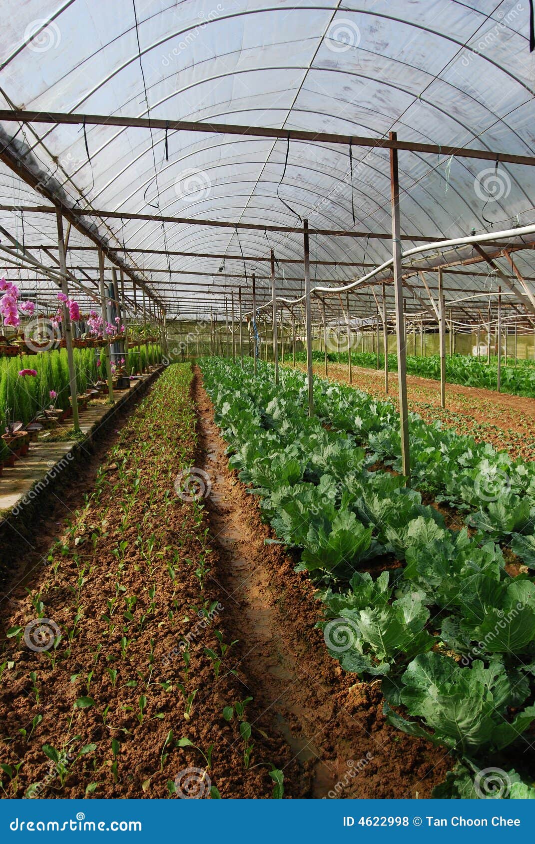 Vegetable farm stock photo. Image of organic, grow, vegetable - 4622998