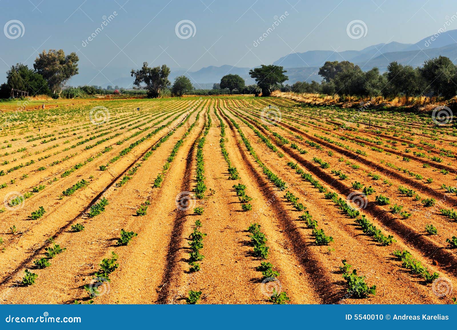 Vegetable Farm Picture. Image: 5540010