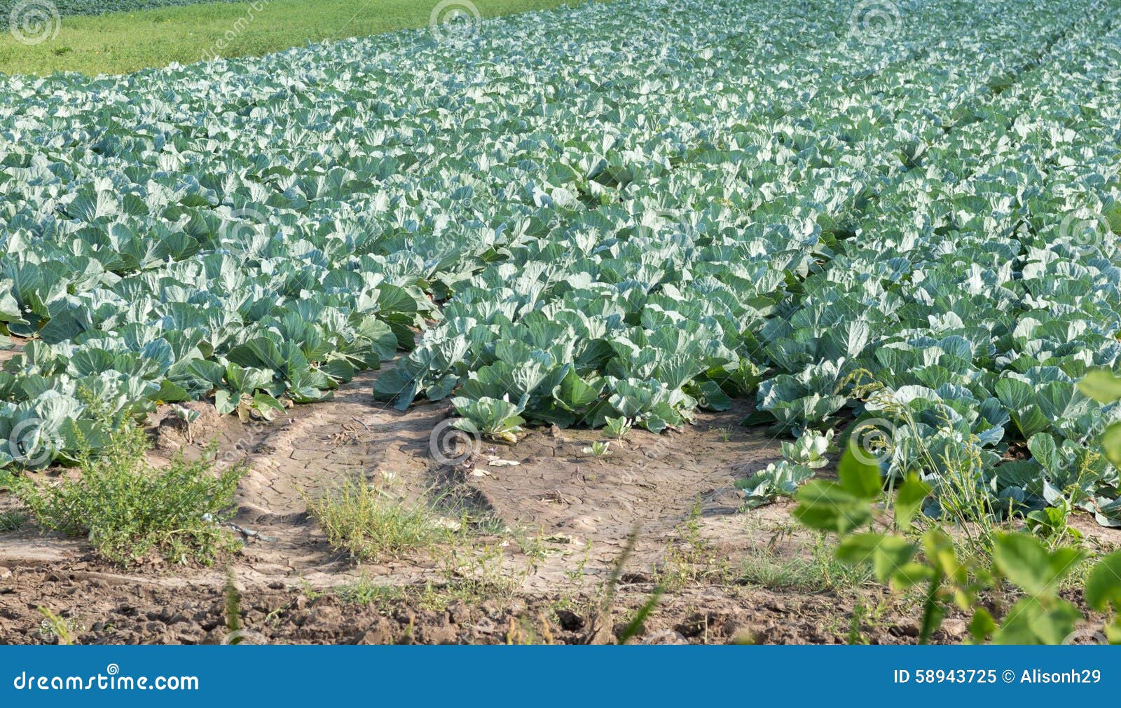 Vegetable Farm stock image. Image of fresh, agriculture - 58943725