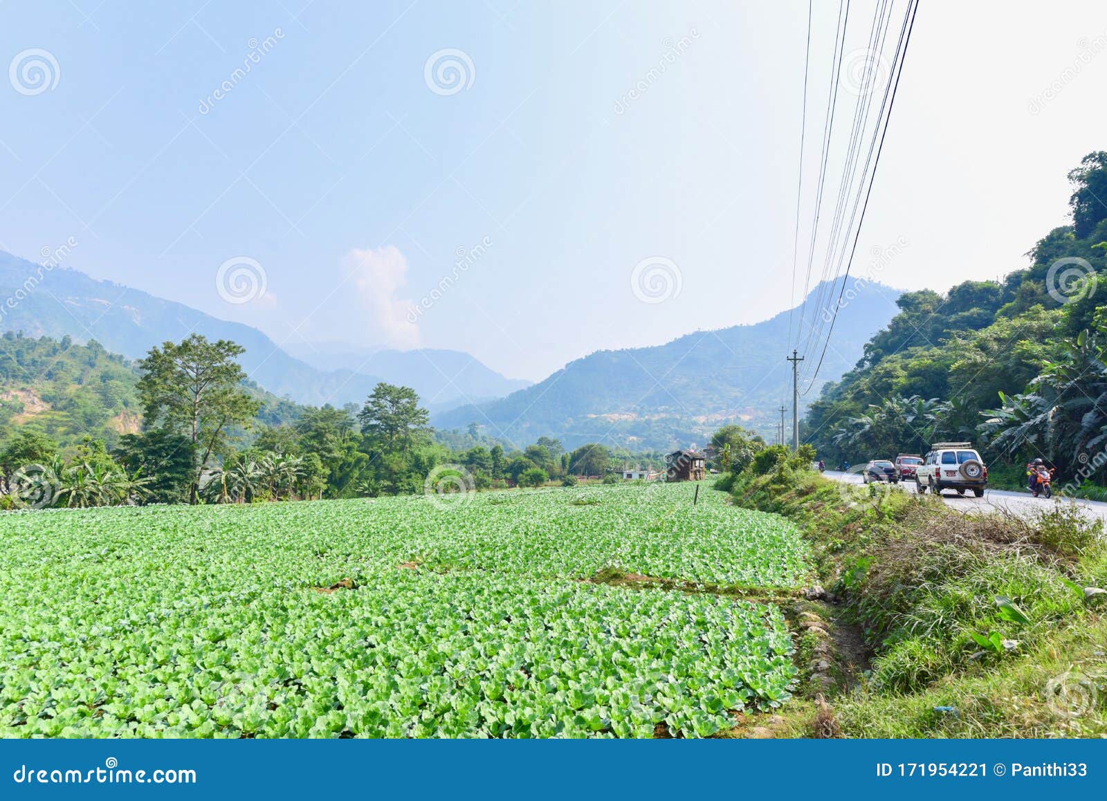 Vegetable Farm in the Countryside of Nepal Stock Image - Image of crop ...
