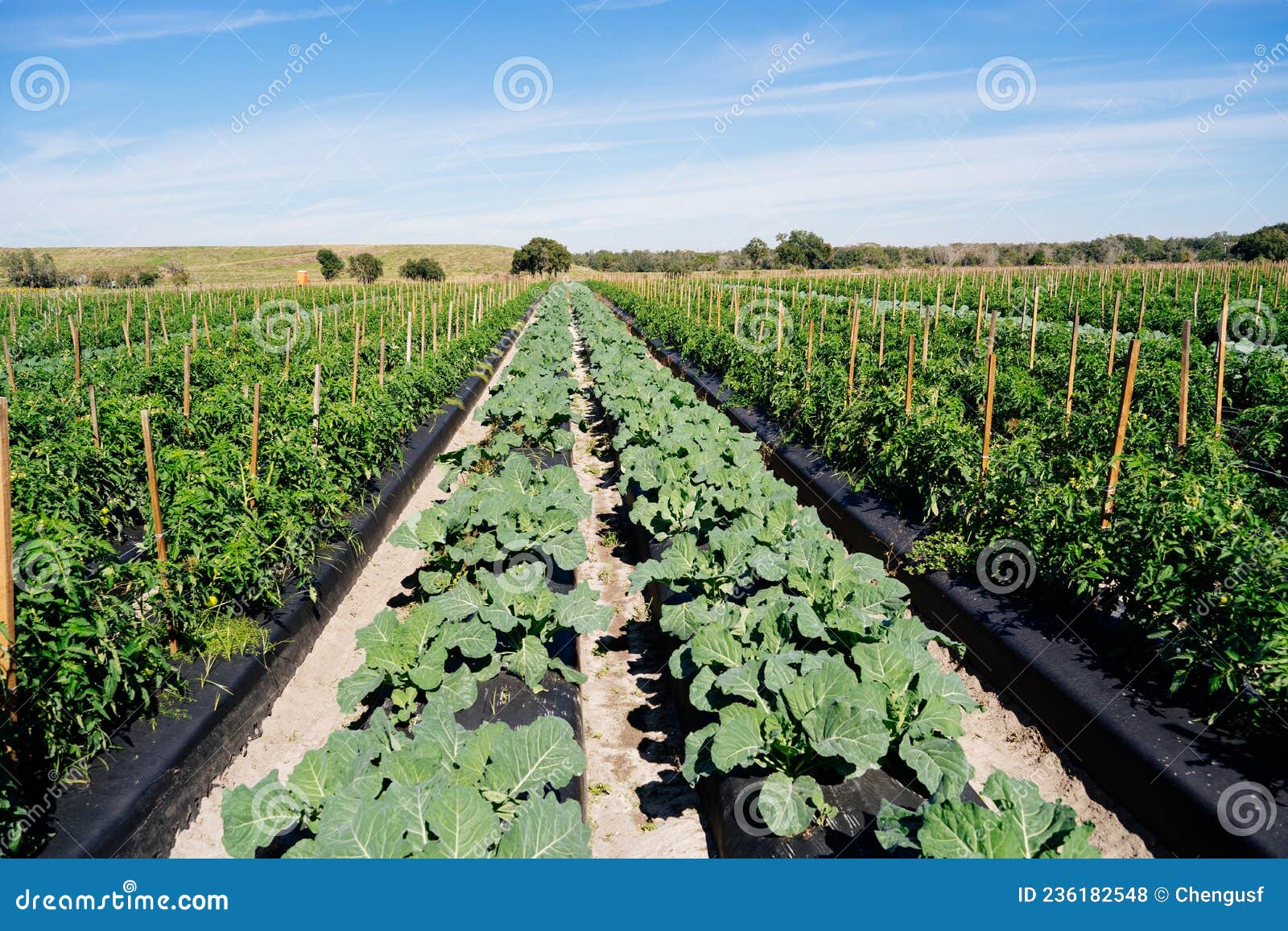 Vegetable Farm in Florida in Winter Stock Photo - Image of local ...