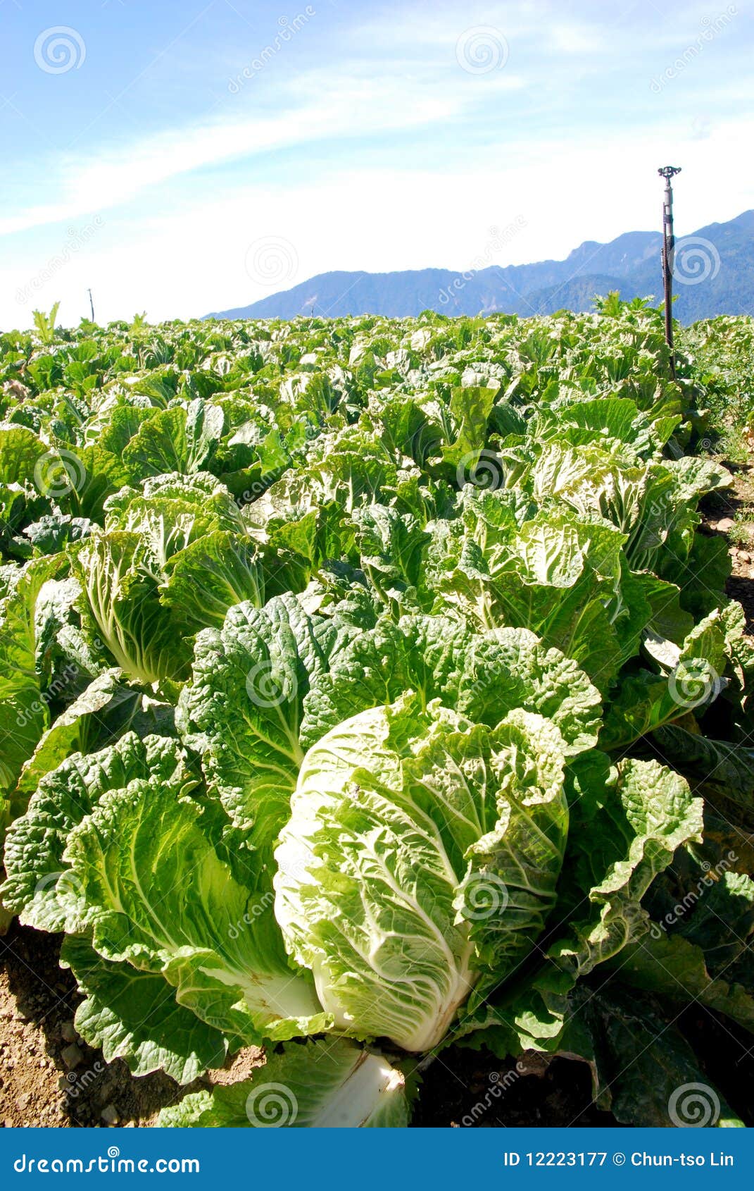 Vegetable Farm of Green Chinese Cabbage . Stock Image - Image of ...