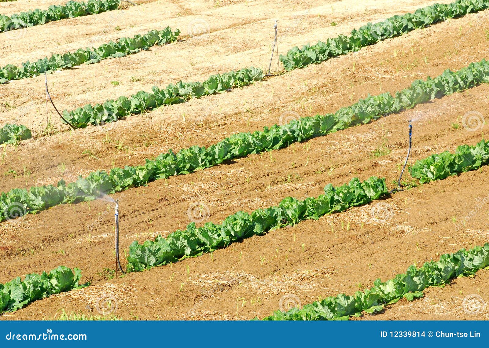 Vegetable Farm of Green Chinese Cabbage . Stock Photo - Image of ...