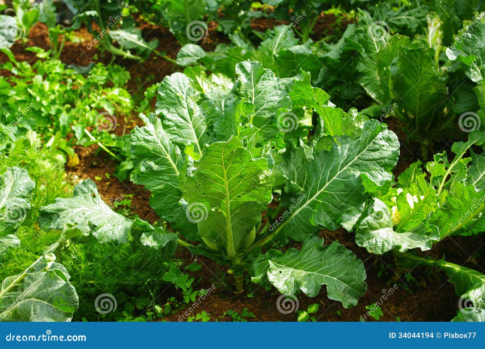 Vegetable farm stock photo. Image of environment, grown - 34044194