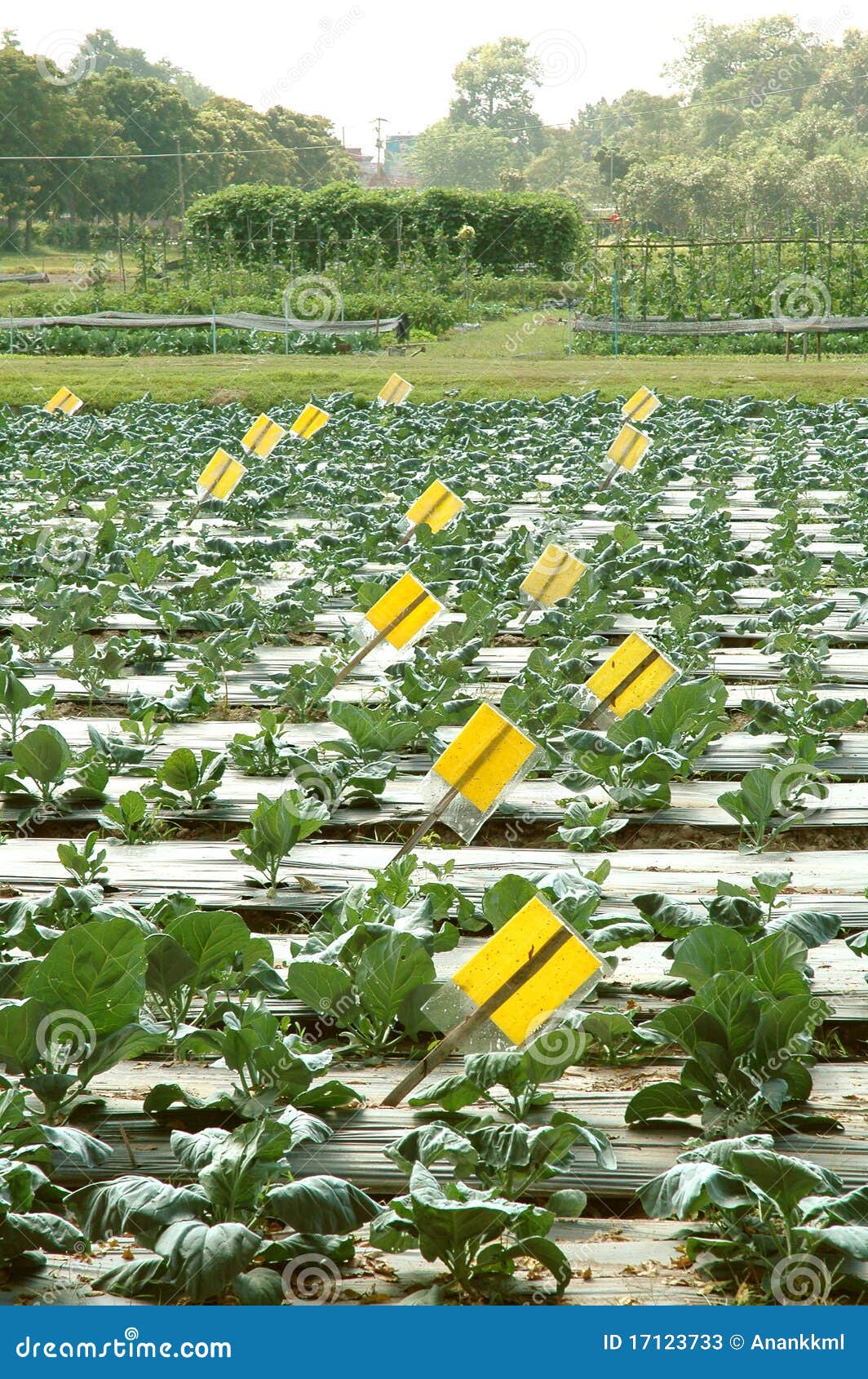 Vegetable Farm Stock Photography | CartoonDealer.com #22519880